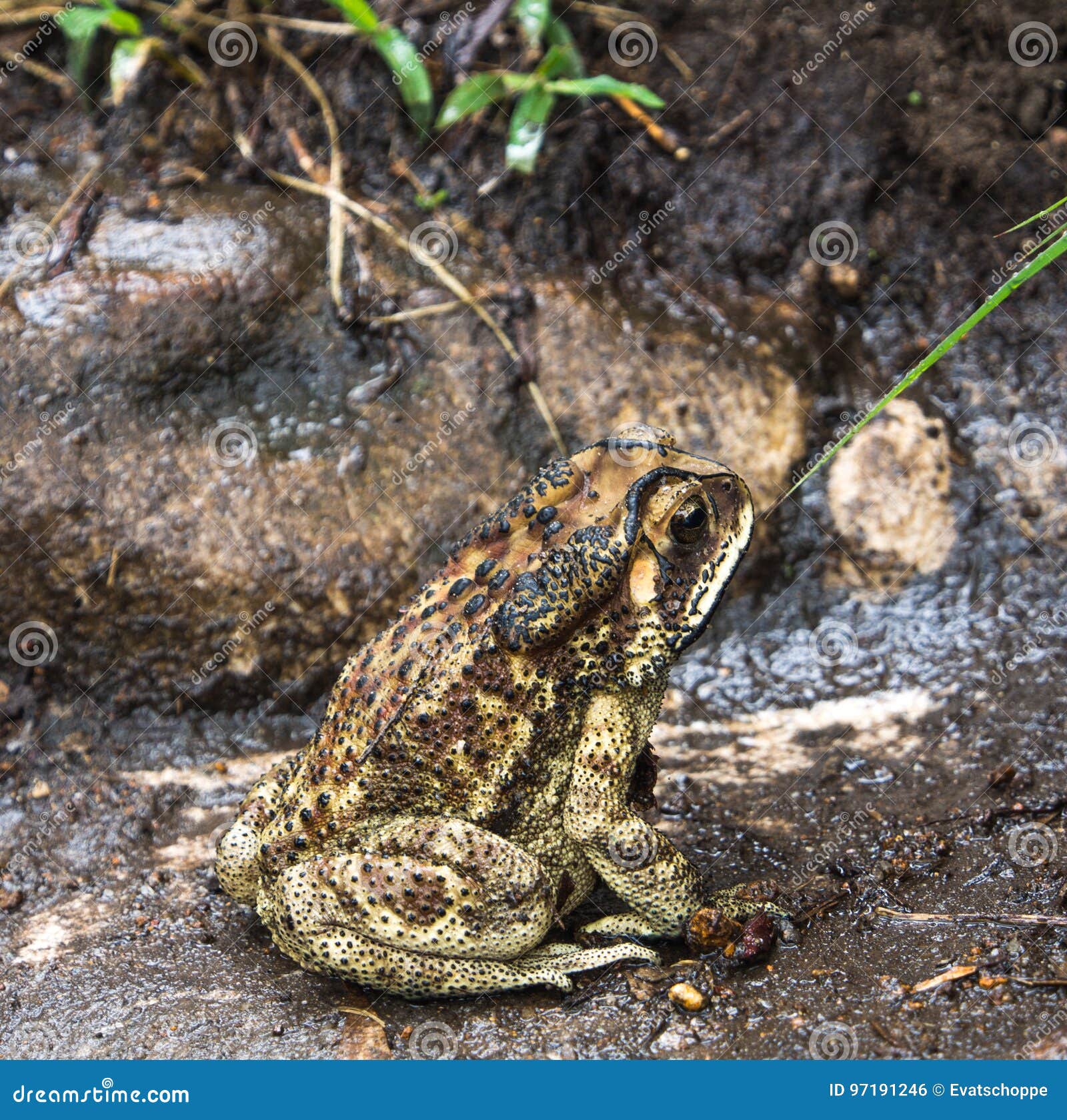 Indian Toad stock photo. Image of forest, toad, animal - 97191246