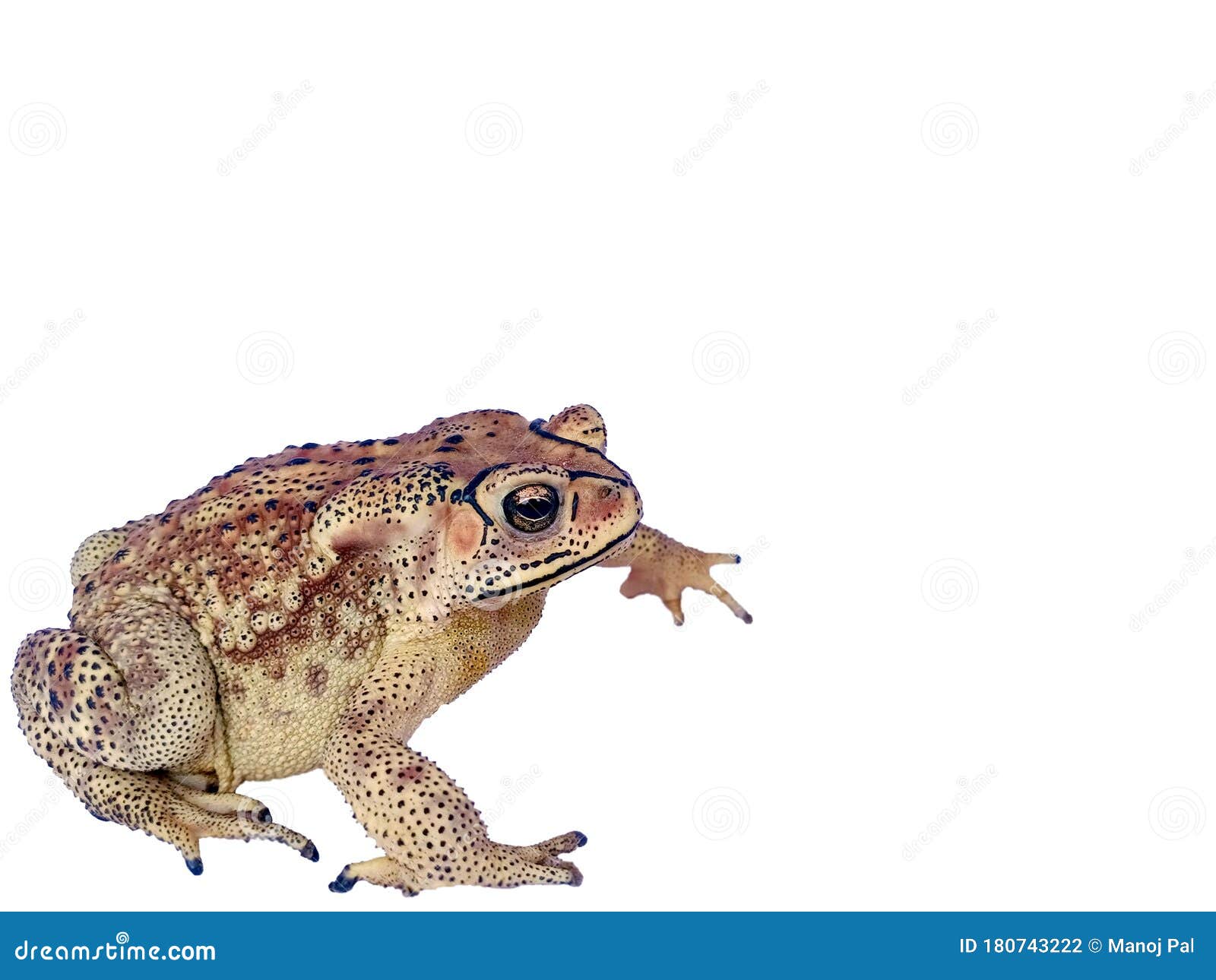 Toad White Background