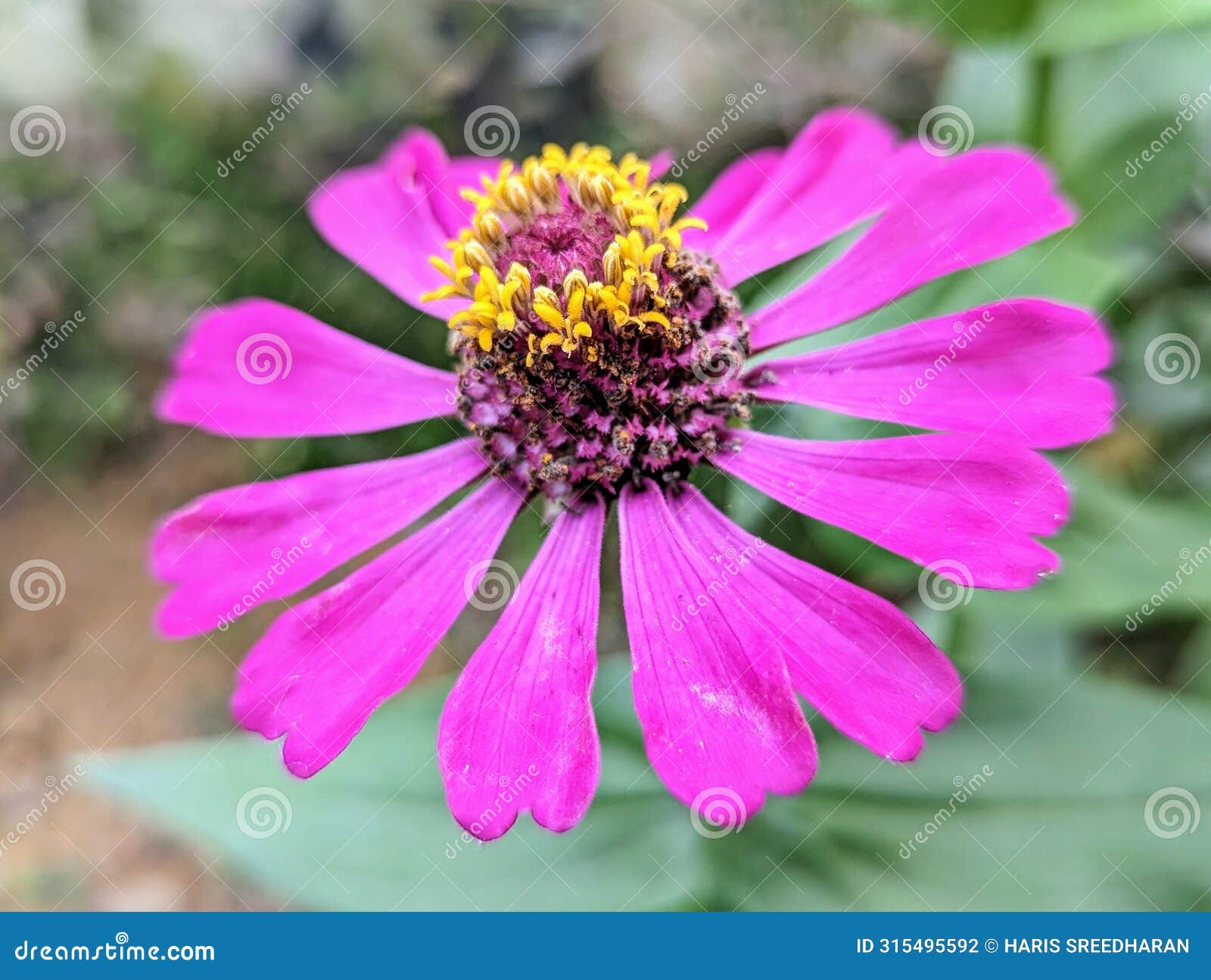 Indian Traditional Poo Flower Stock Photo - Image of indian, flow ...