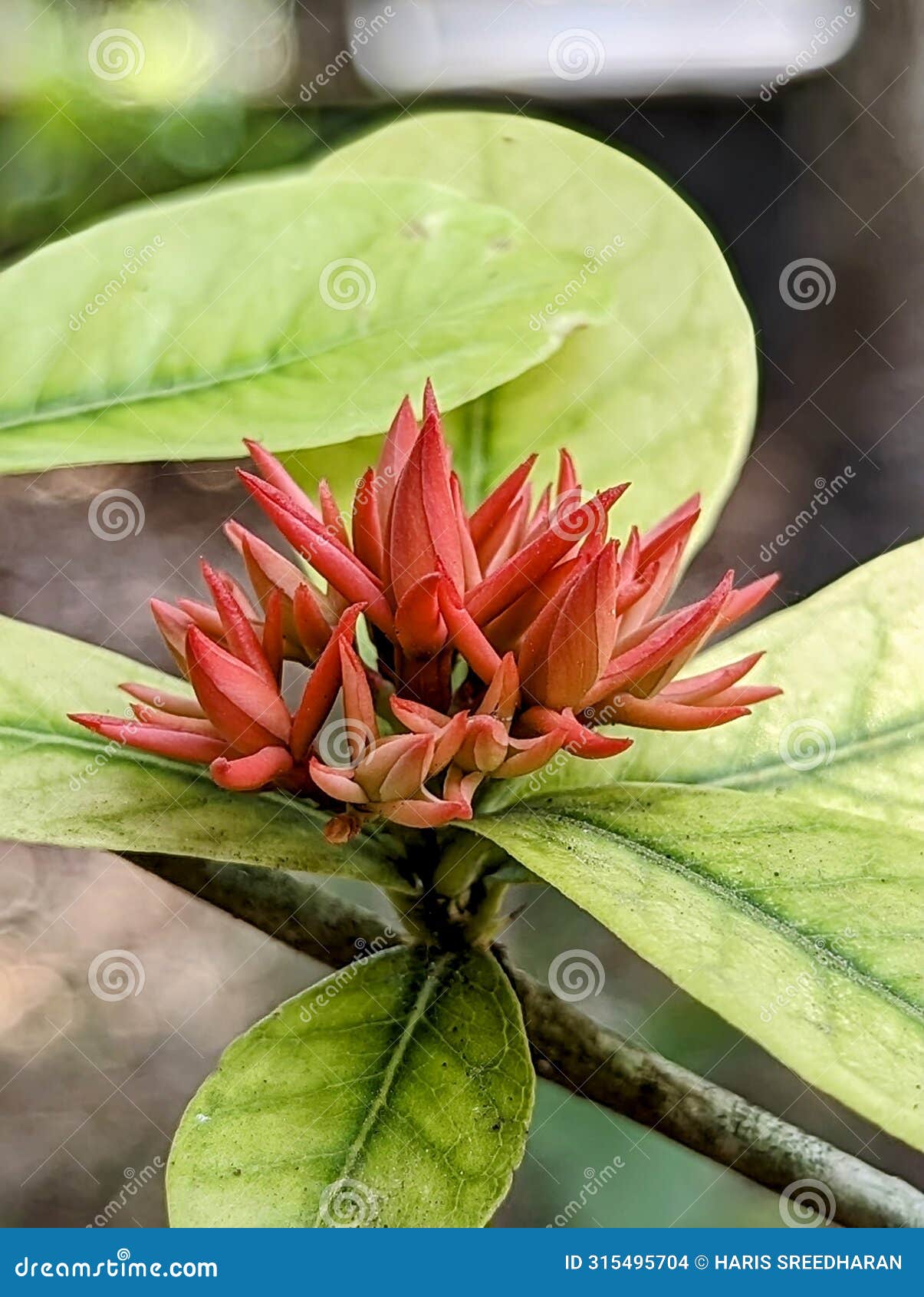 Indian Traditional Thechi Poo Stock Photo - Image of traditional ...