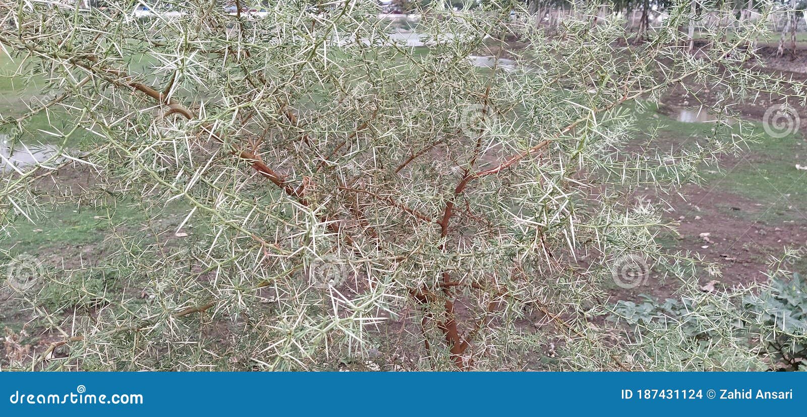 150 Plant Babool Stock Photos - Free & Royalty-Free Stock Photos from ...