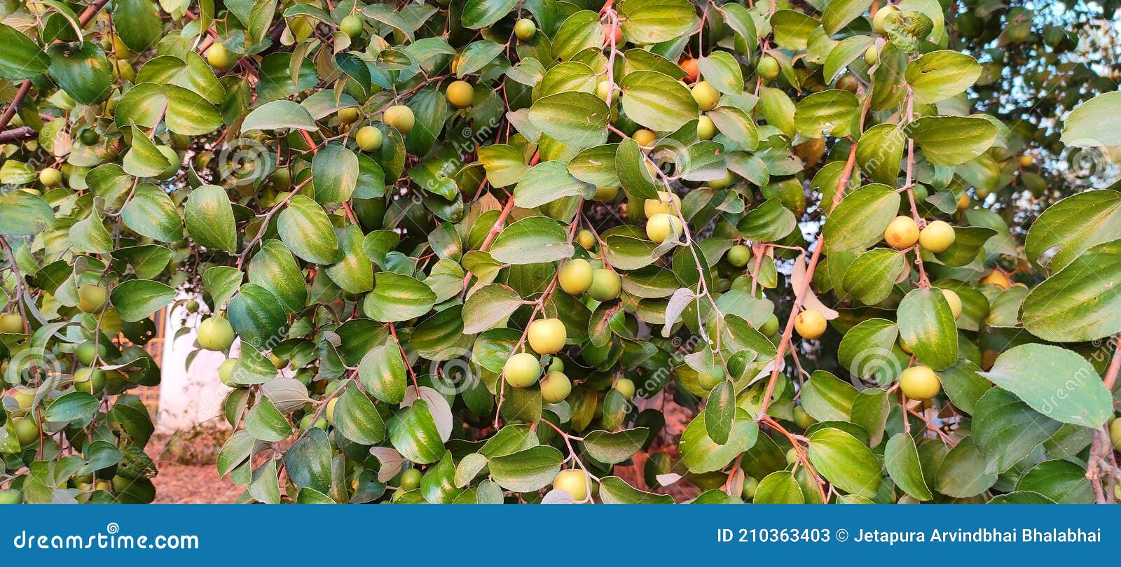 Indian Tree Ber stock image. Image of evergreen, fruit - 210363403