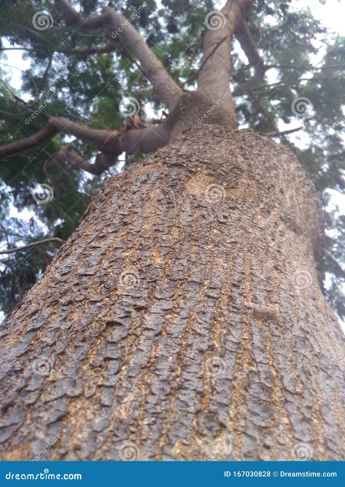 Indian Tree are Capture the Bottom To Top View of Wood Stock Photo ...