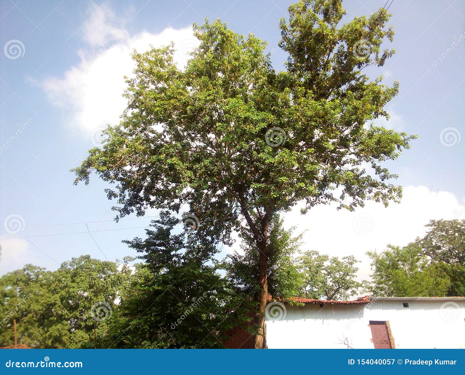Indian Tree and Greenery of Nature Stock Image - Image of everyone ...