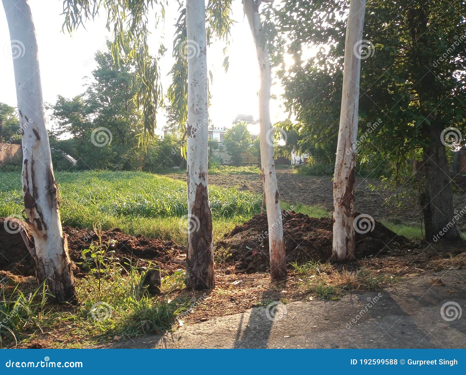 Indian tree land gober stock photo. Image of gober, tree - 192599588