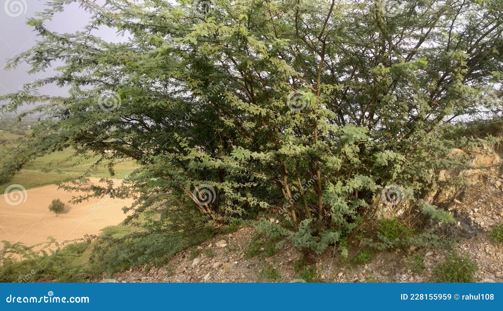 Babool Fruit,Vachellia Nilotica Or Gum Arabic Tree With Coal And Its ...