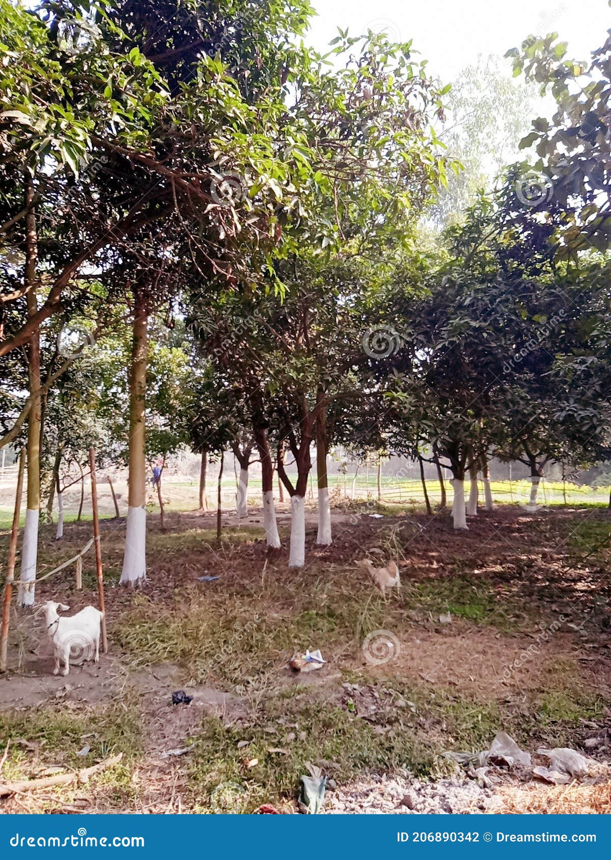 Indian Tree Picture in Bangal Stock Photo - Image of estate, autumn ...