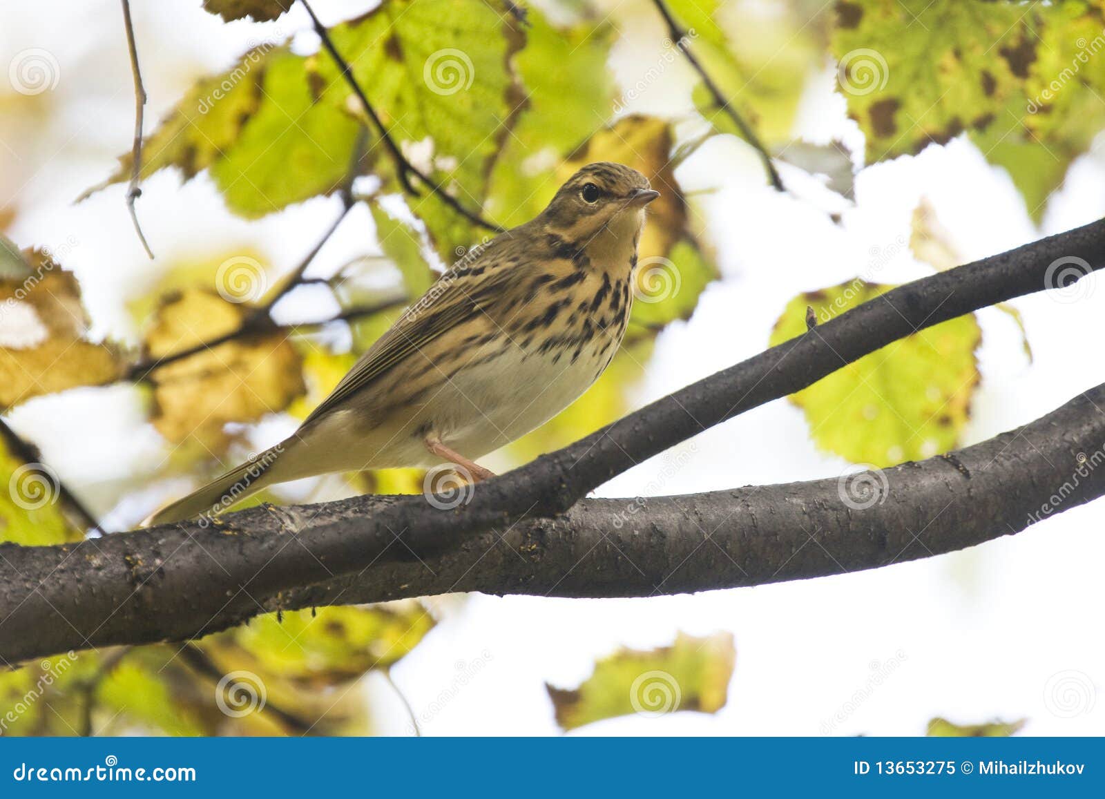 Indian Tree Land Gober Stock Photography | CartoonDealer.com #192599588