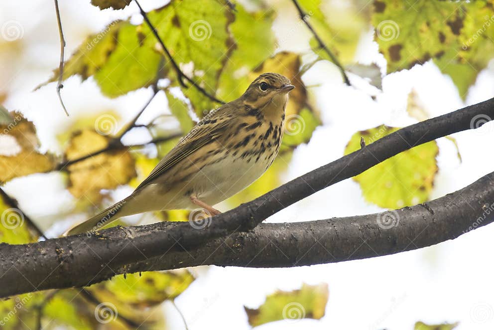 Indian tree pipit. stock image. Image of animal, pipit - 13653275