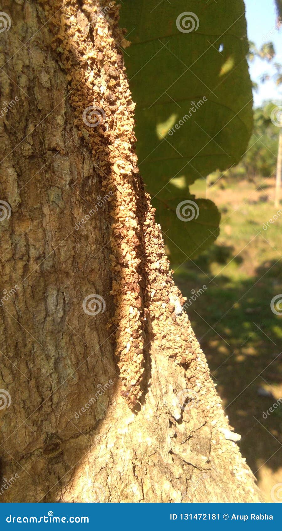 Indian tree stock image. Image of green, yollow, indian - 131472181