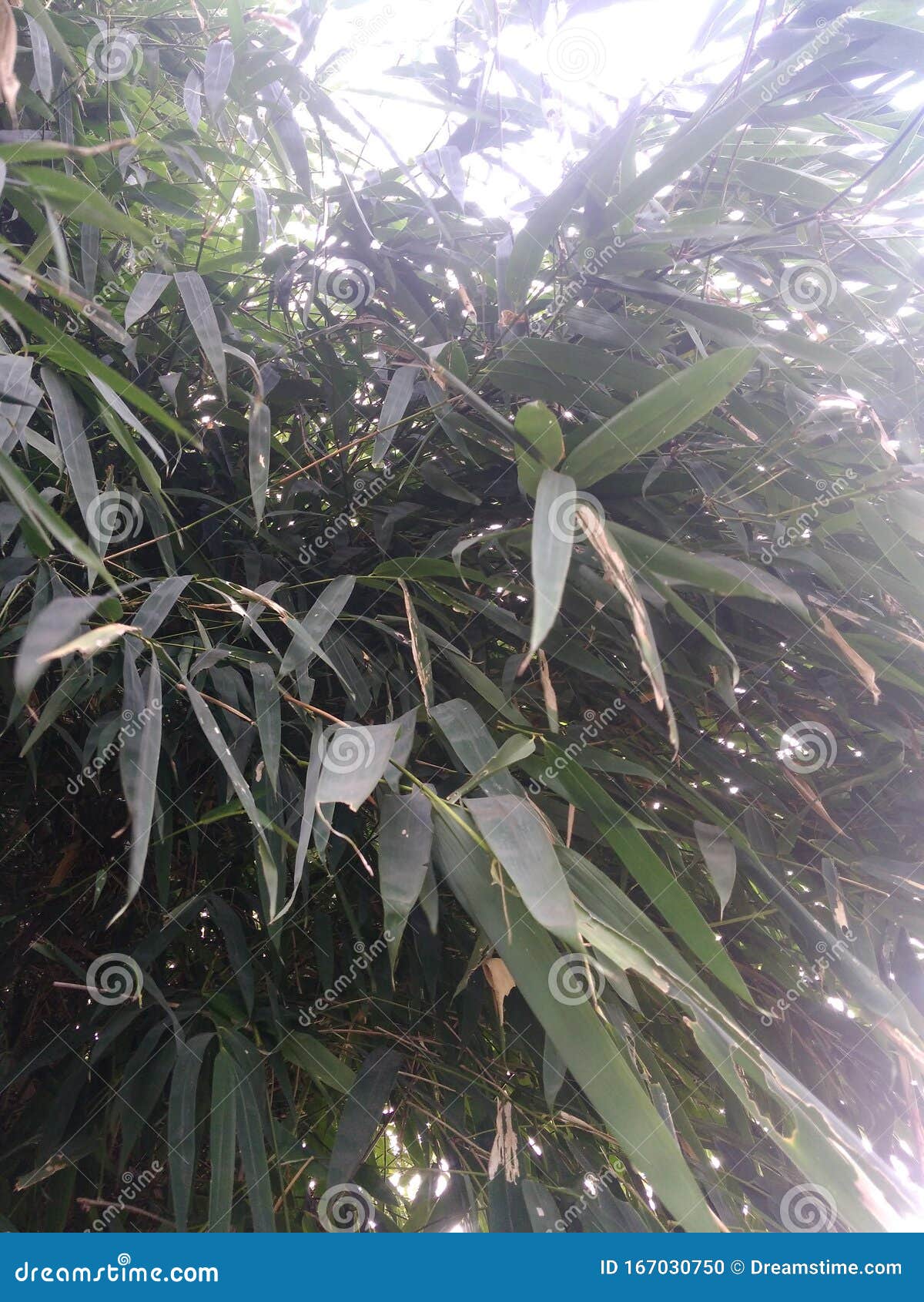 Indian tree with sunset stock photo. Image of sunset - 167030750