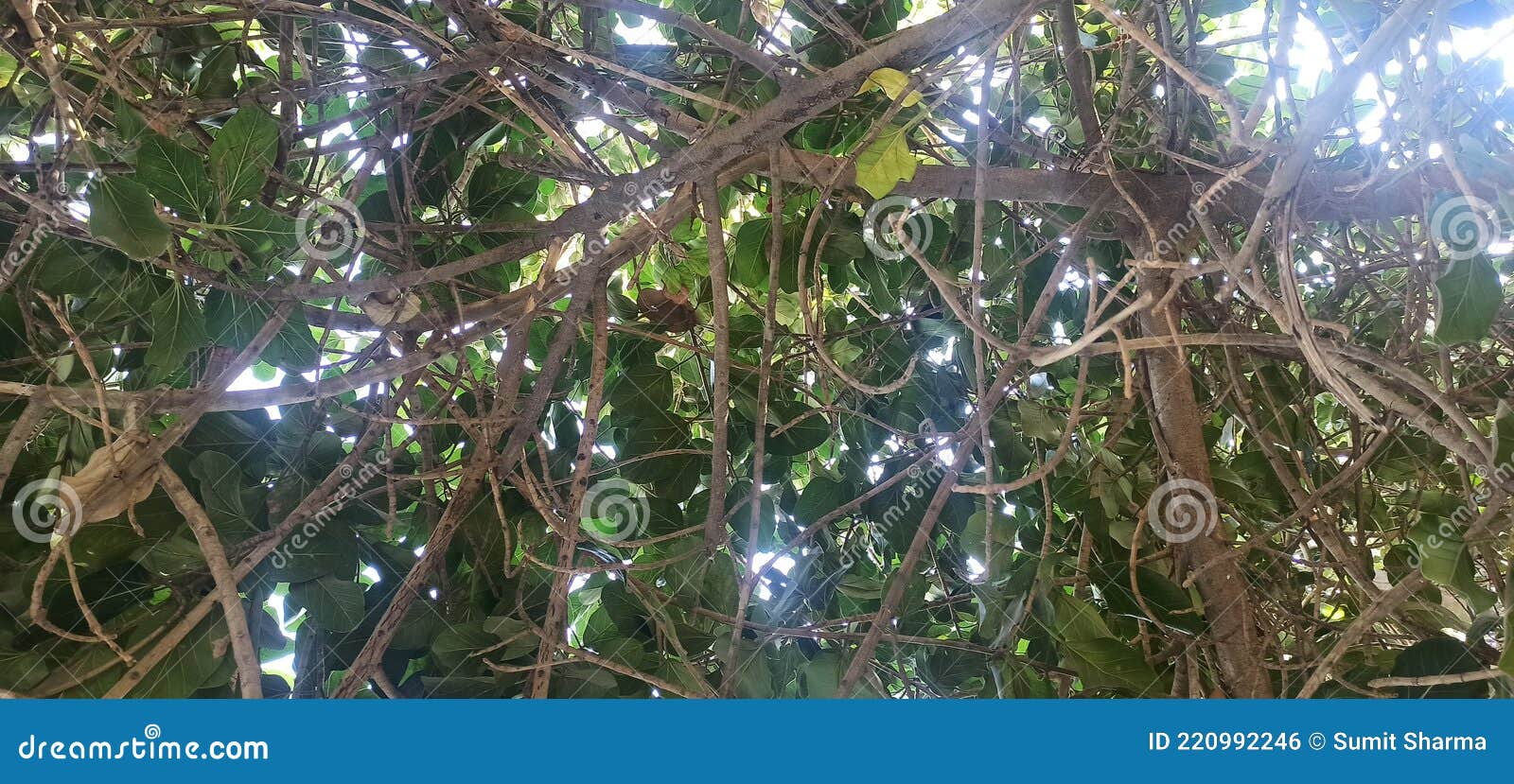 The Indian tree vain stock photo. Image of wildlife - 220992246