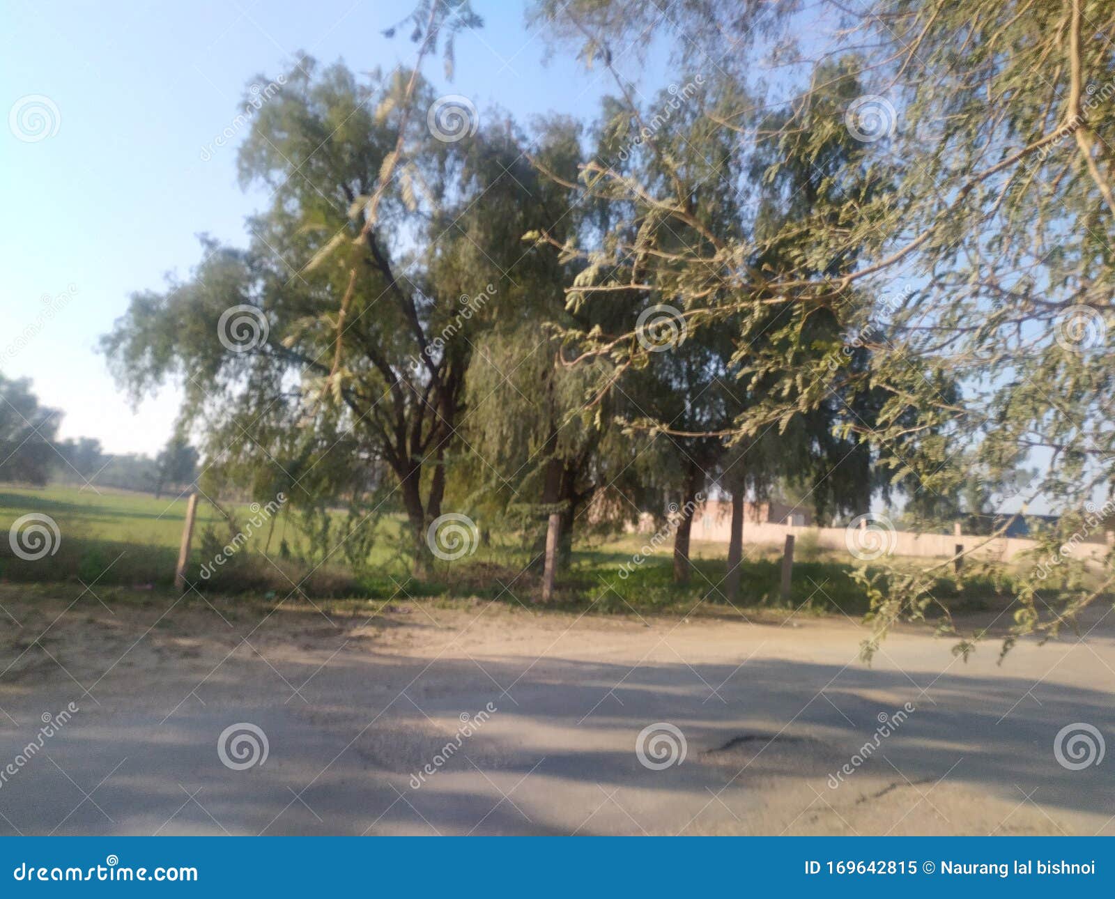 Indian Trees Are Extremaly Beautiful During Their Flowering Period ...