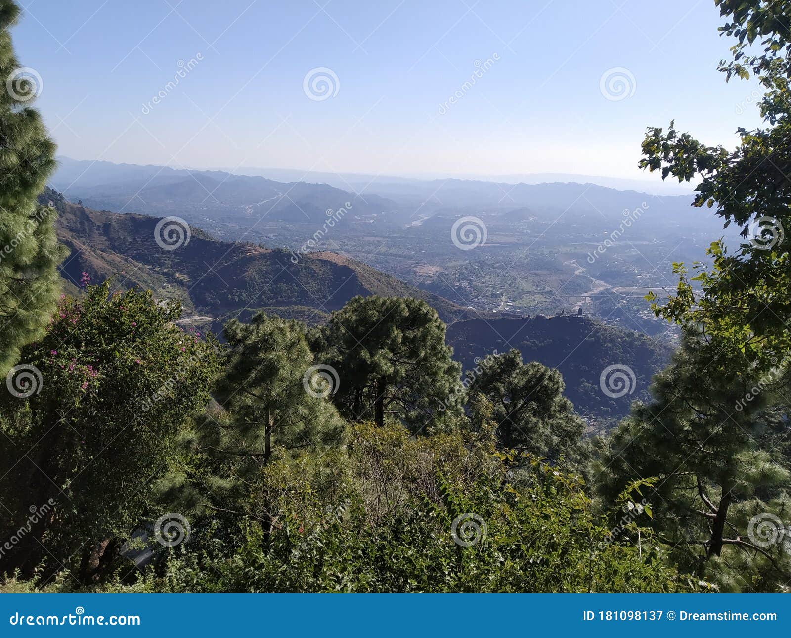 Indian Trees Are Extremaly Beautiful During Their Flowering Period ...