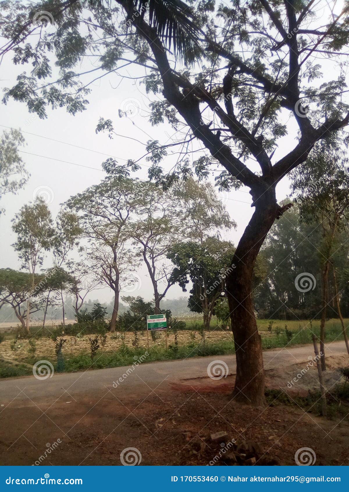 Indian Trees Are Extremaly Beautiful During Their Flowering Period ...