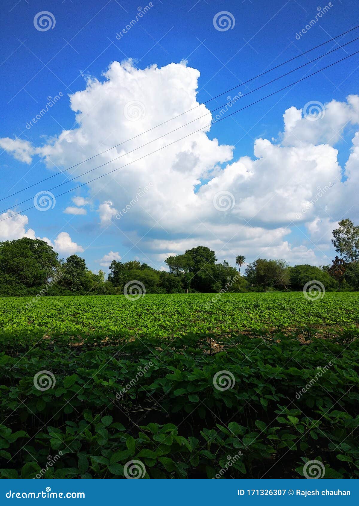 Indian Trees Sky Blue and White Stock Image - Image of indian, blue ...