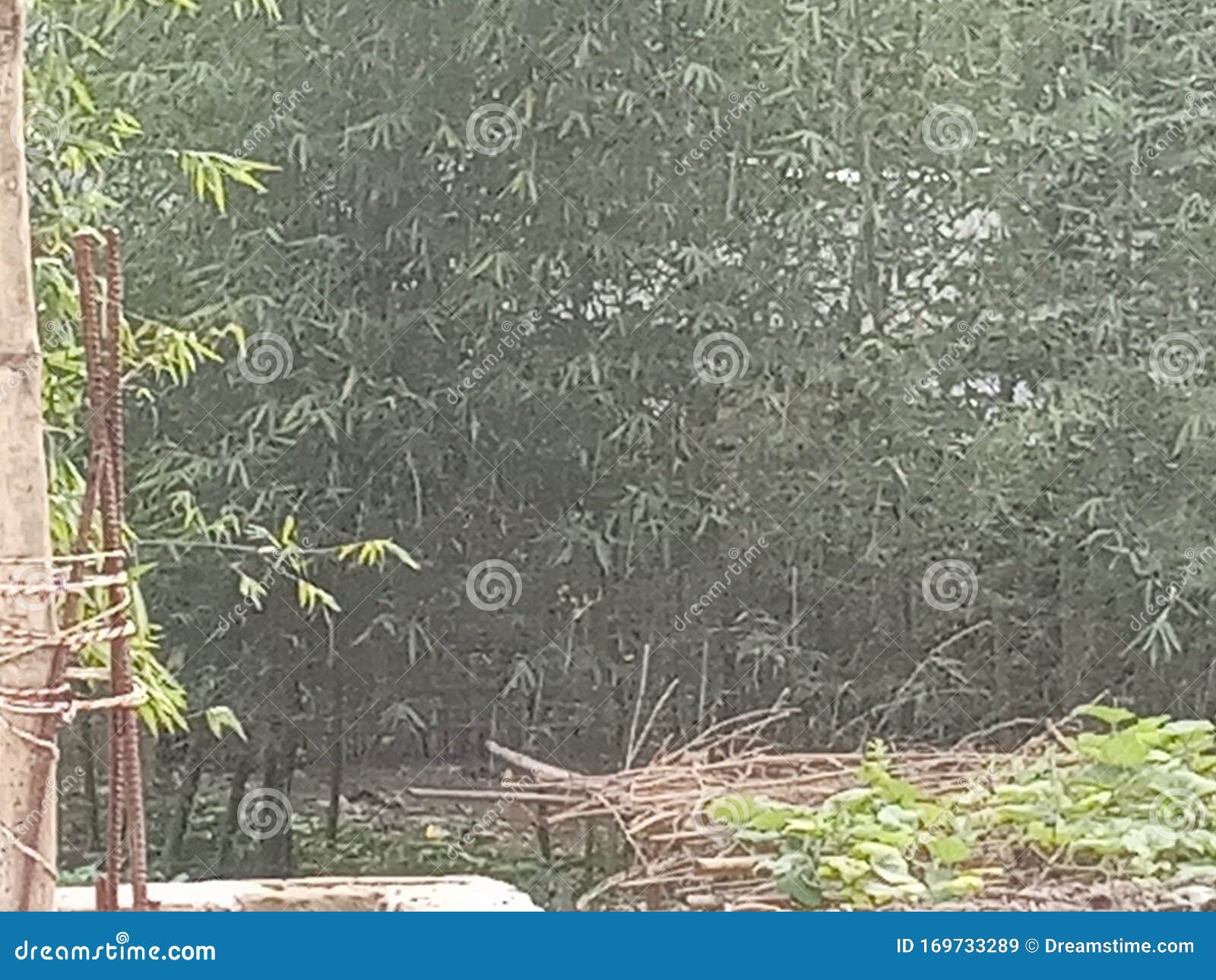 Indian Trees Are Extremaly Beautiful During Their Flowering Period ...