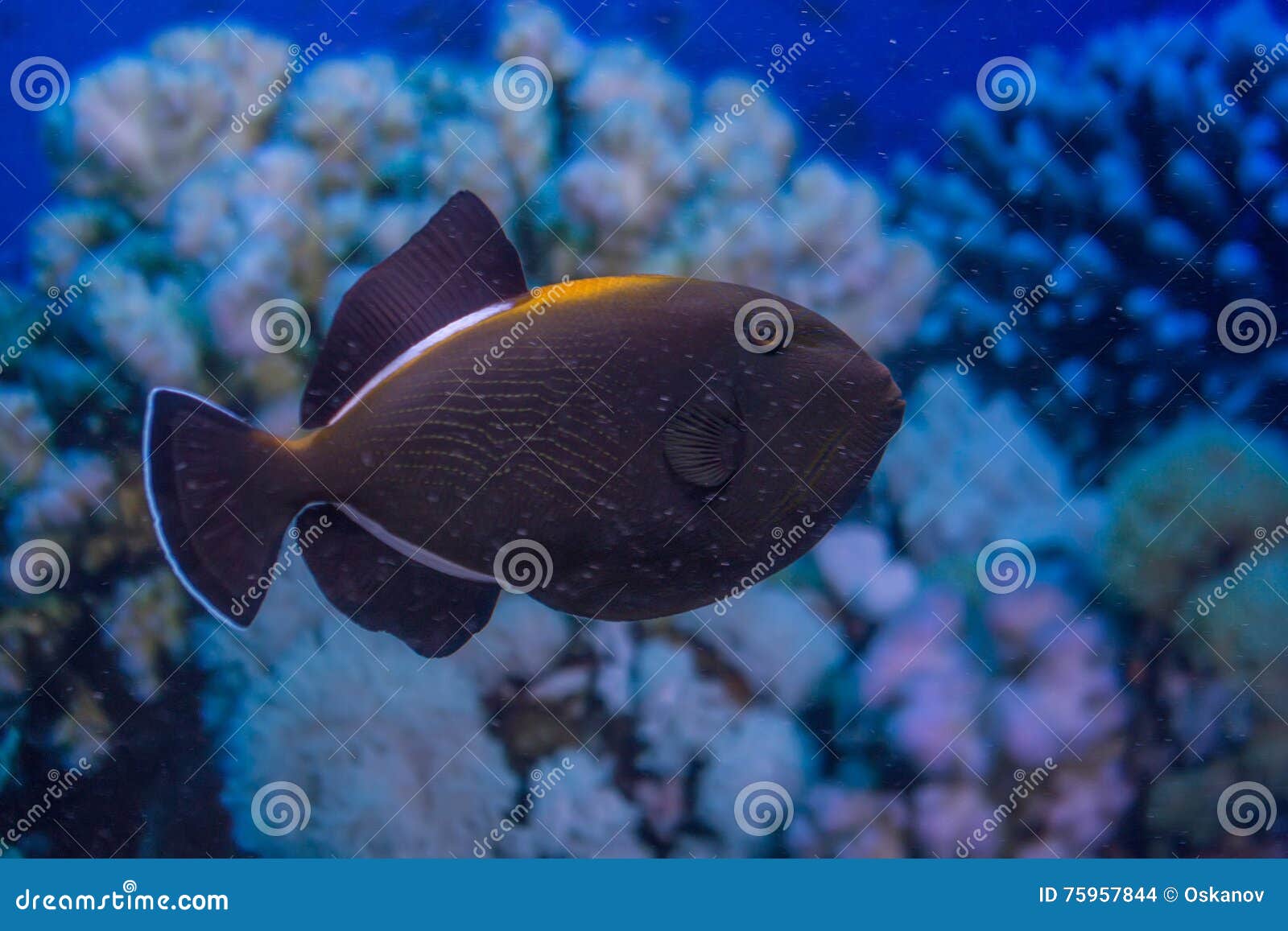 Indian Triggerfish or Melichthys Indicus Stock Photo - Image of diving ...