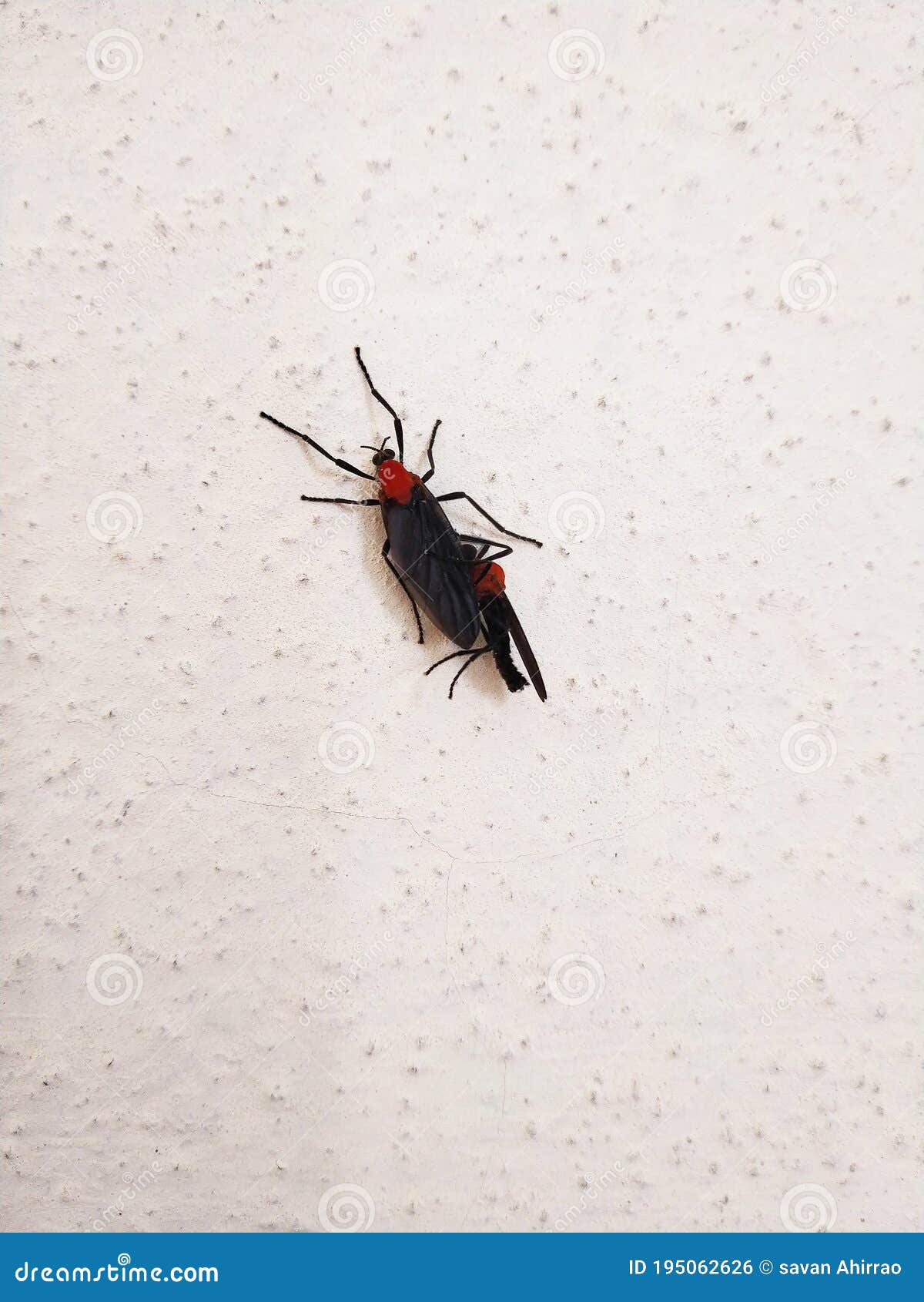 True Bugs. Small Lace Bug Of The Family Tingidae. Gonocerus ...