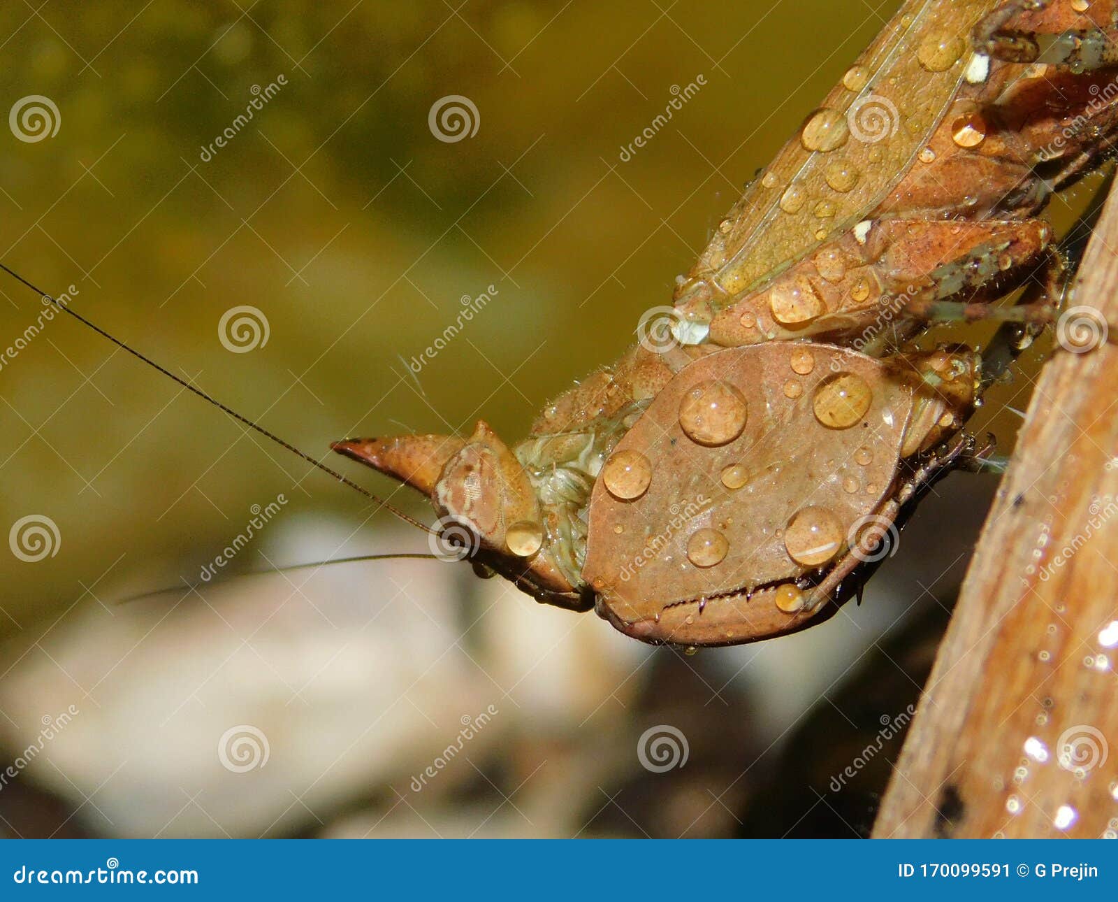 Indian Unicorn Boxer Praying Mantis Eating A Moth Butterfly Royalty ...