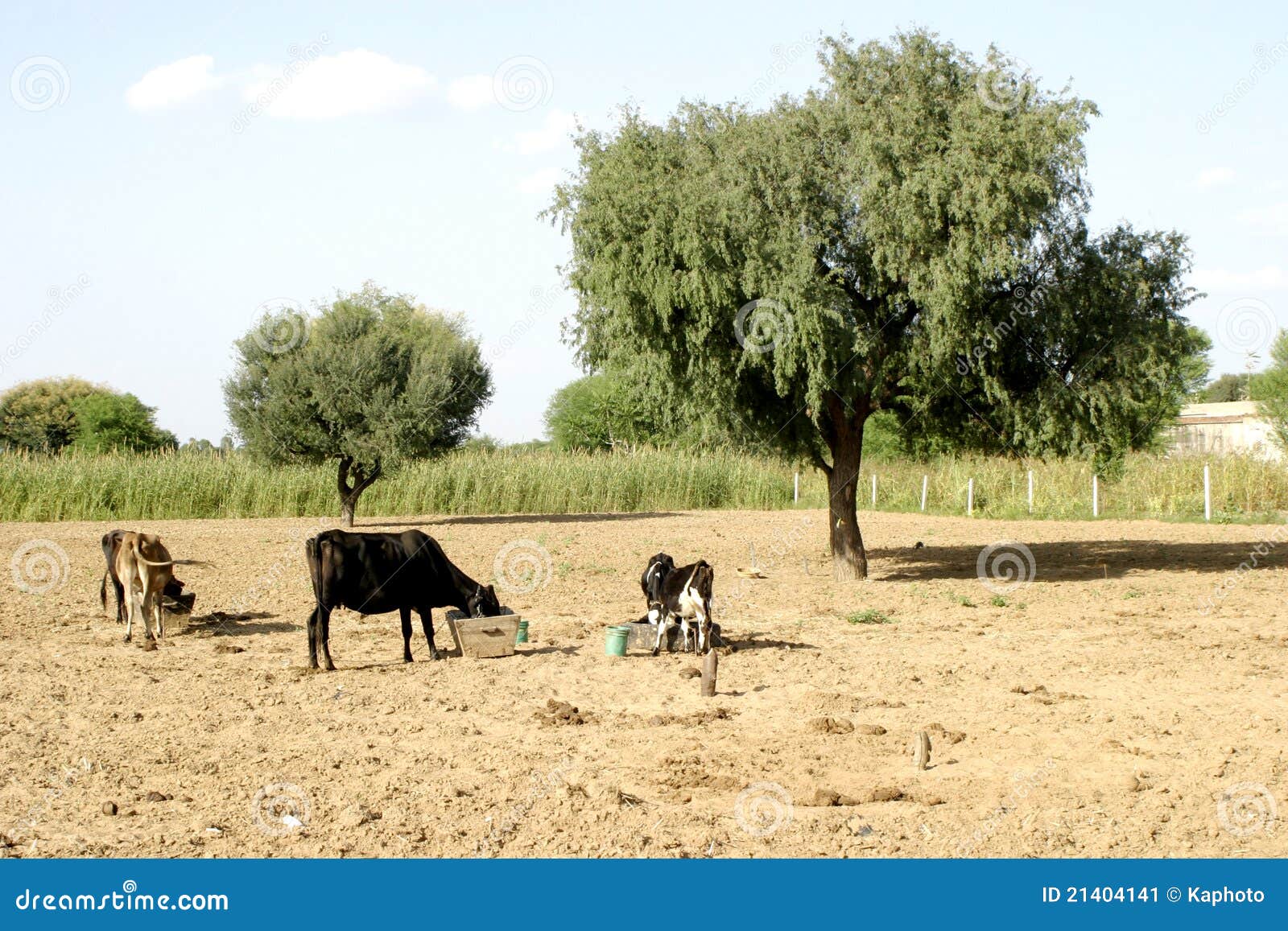 Indian village stock image. Image of farm, tree, india - 21404141