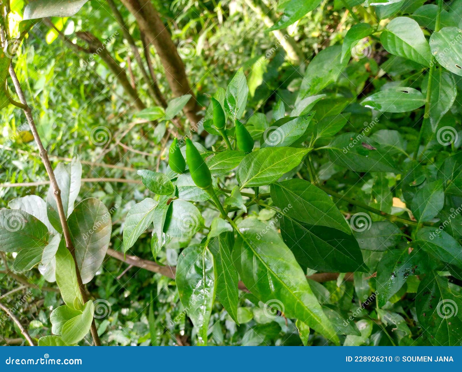 Indian Village Beautiful and Green Chilli Stock Photo - Image of ...