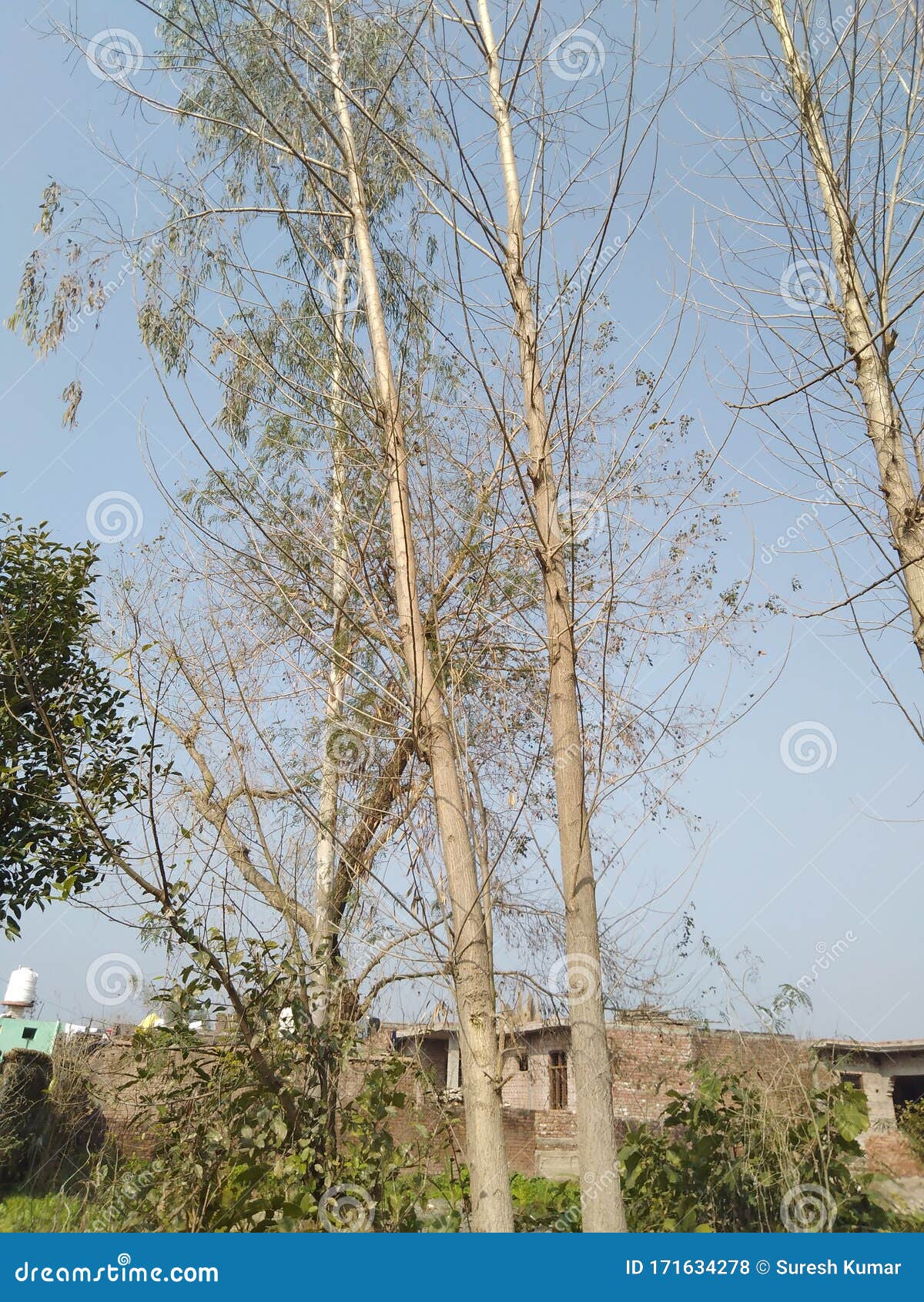 Indian Village, a Beautiful a Tree on Picture , Stock Photo - Image of ...