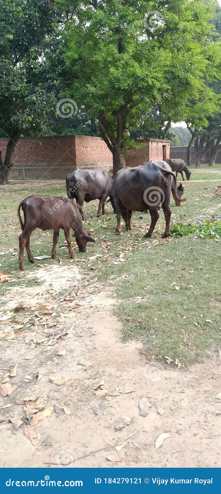 Indian Village Buffalo is Hungry Grass Stock Image - Image of indian ...