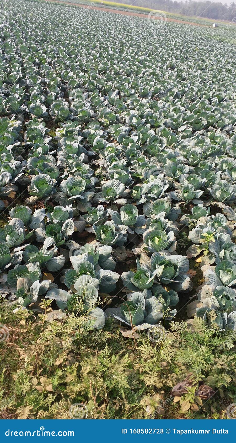 Indian Village Cabbage Garden. Stock Photo - Image of natural, green ...