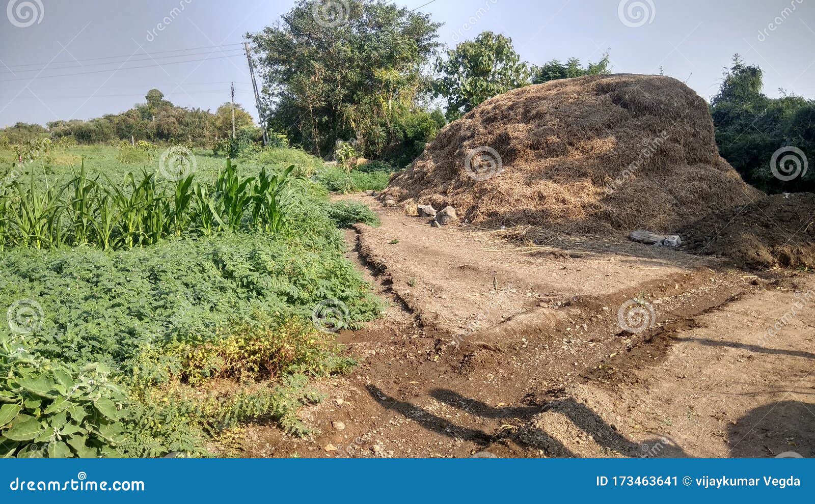 Indian village farm pic stock image. Image of water - 173463641