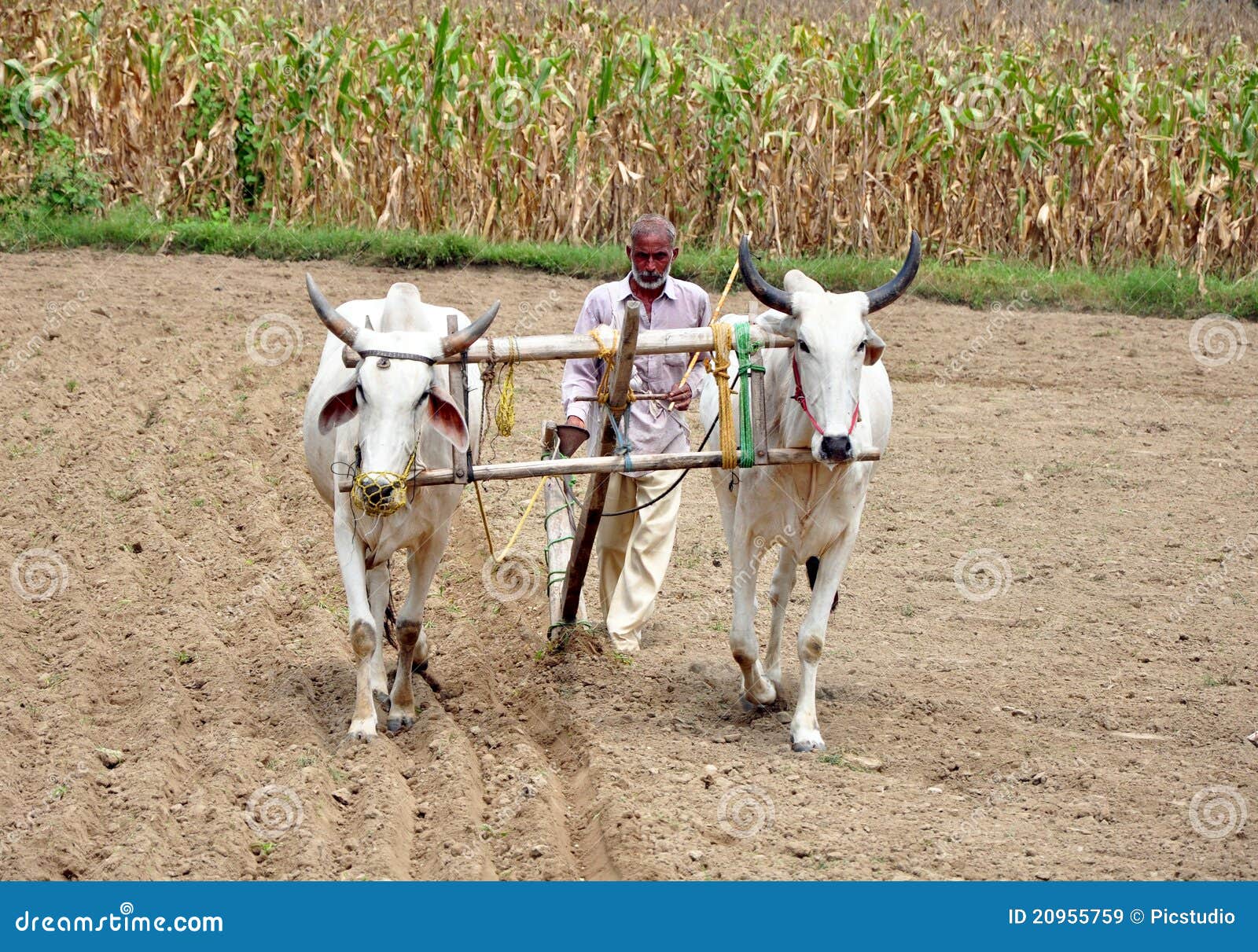 Indian Village Farmer Stock Images - Download 2,303 Royalty Free Photos