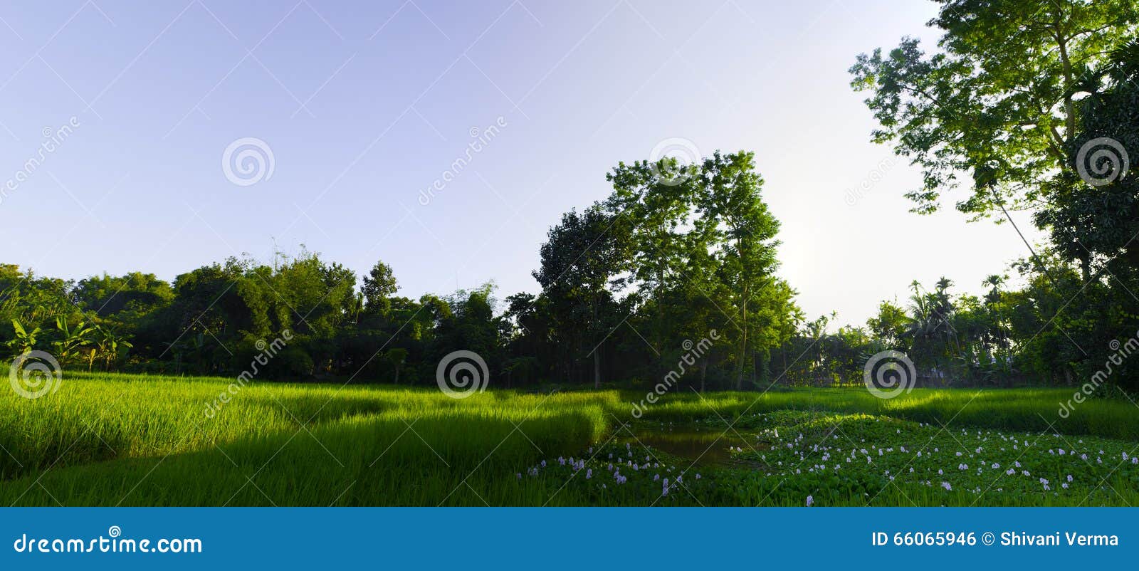 An Indian Village Field Scene Stock Photo - Image of trees, village ...