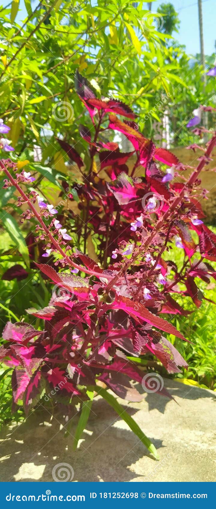 Indian Village Flower Tree Very Beutiful Image Stock Photo - Image of ...