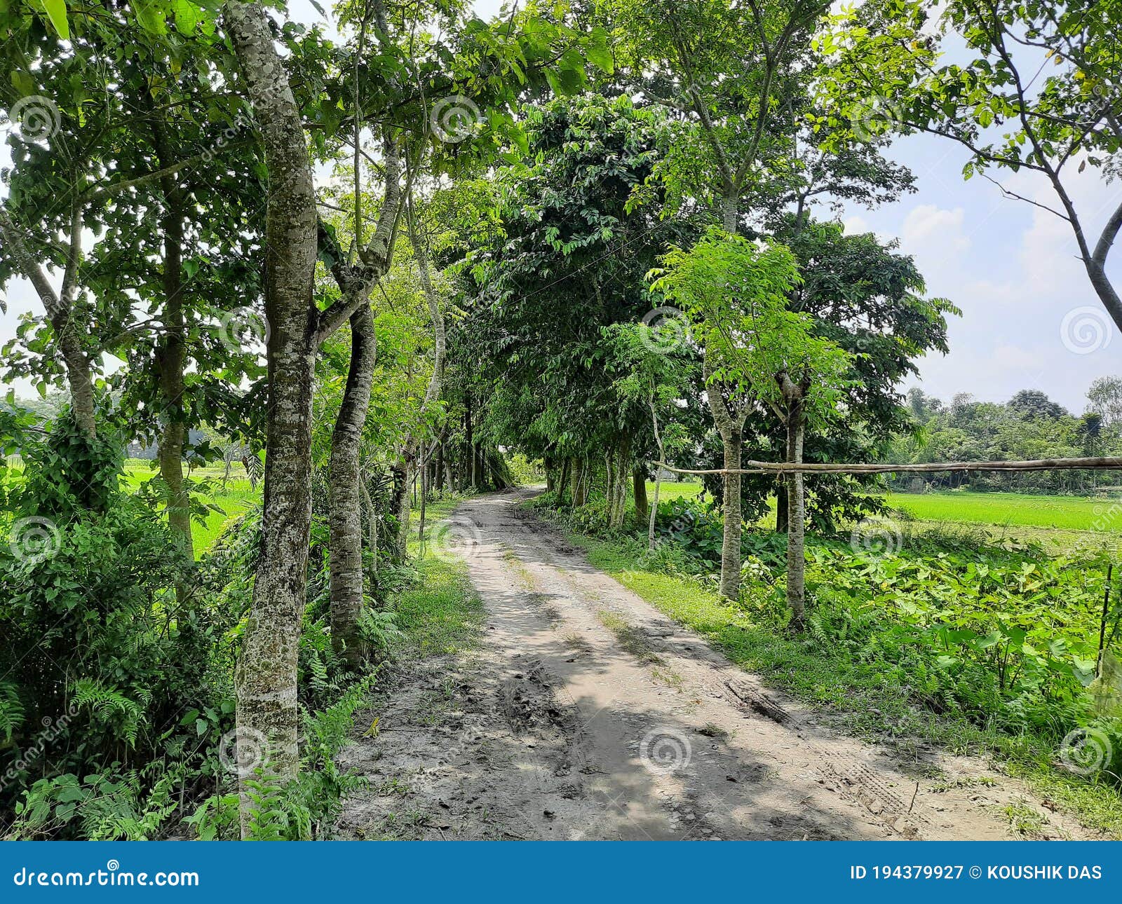 An INDIAN VILLAGE PATH with WOODEN TREES,CORN FIELDS BOTHSIDE Stock ...