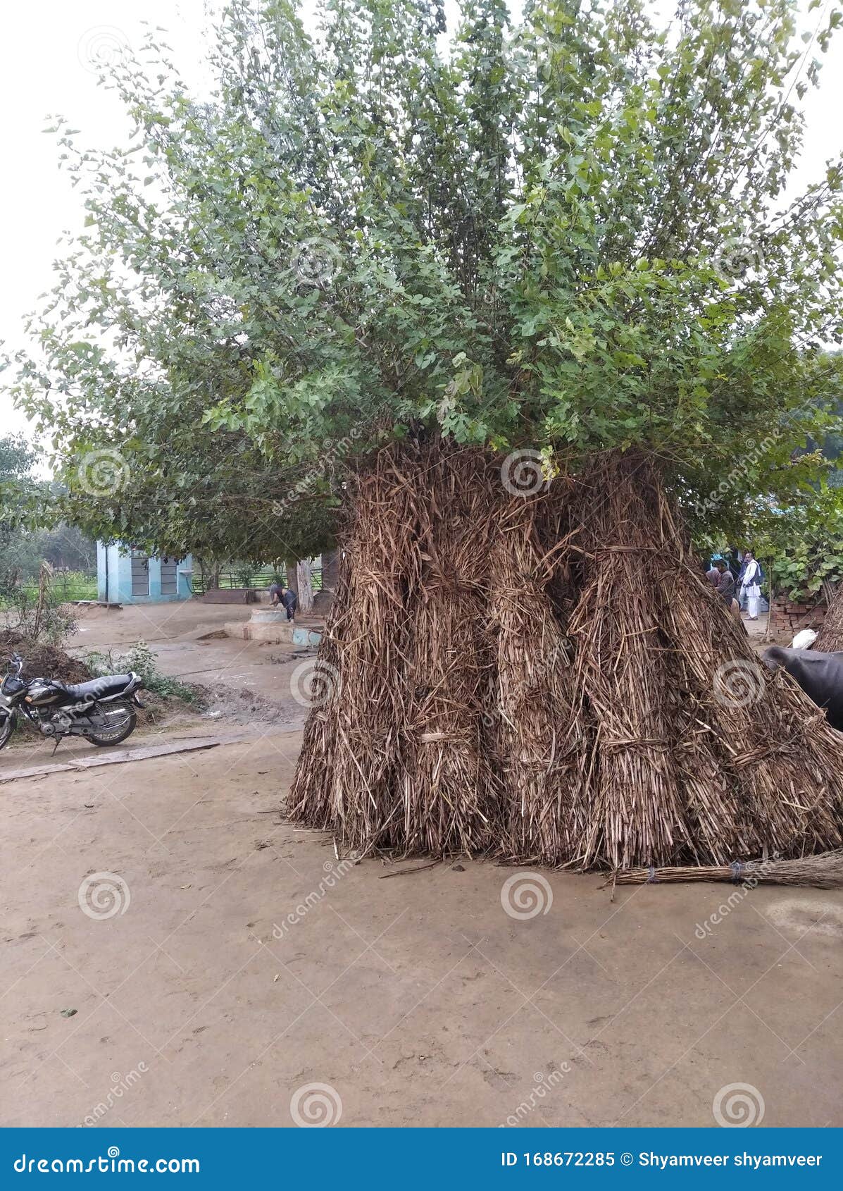 Indian Village in Sapad Bhind Editorial Image - Image of bhind, indian ...