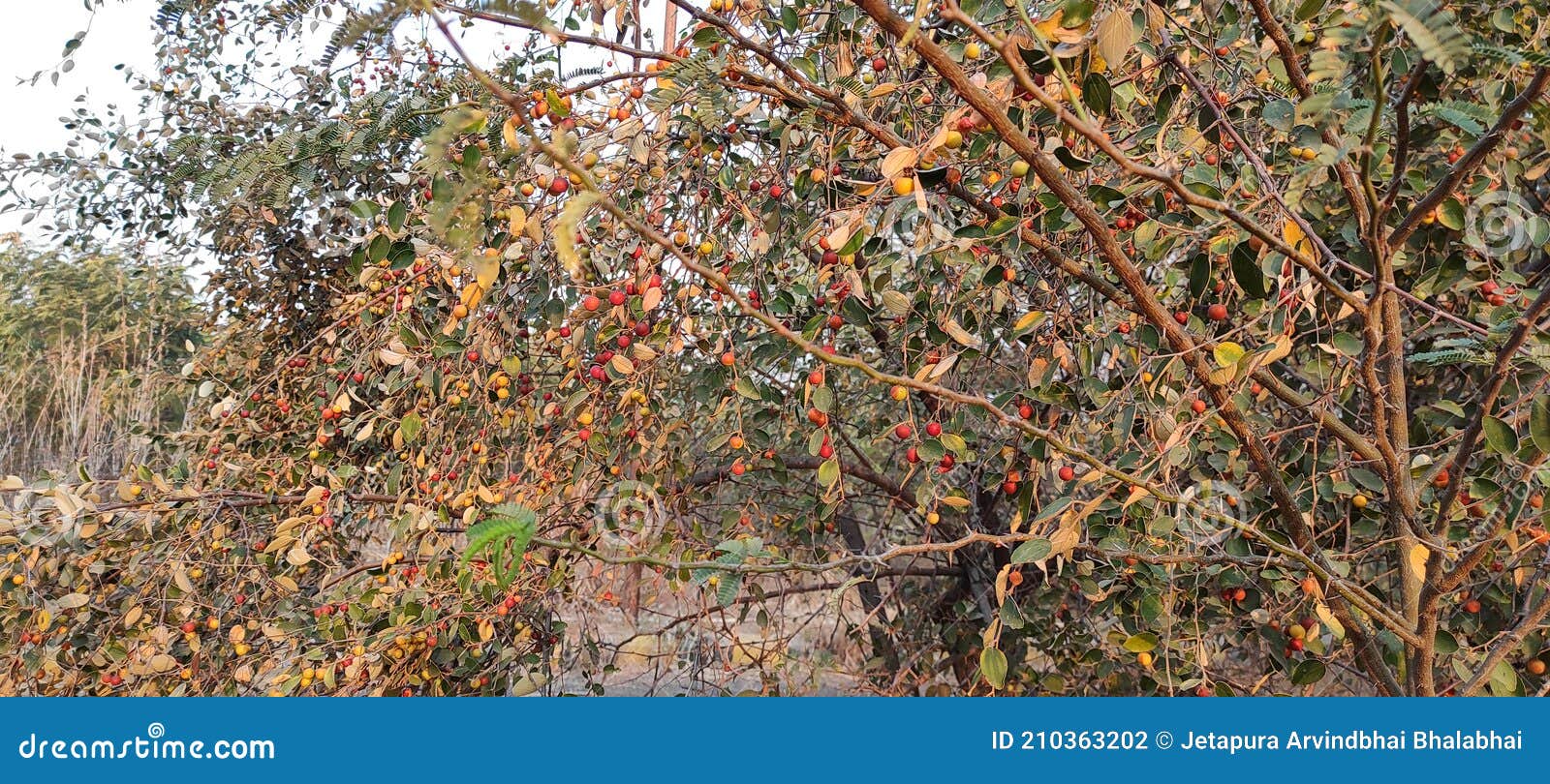 Indian Village sidr Tree stock photo. Image of tree - 210363202
