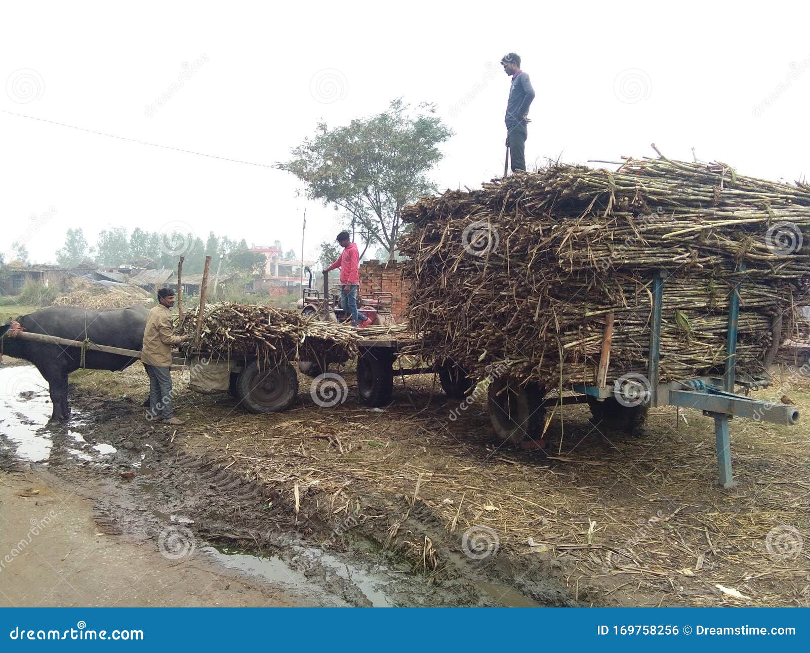 Sugarcane Loaded Trolley Ready To Sugar Mill Editorial Photo - Image of ...