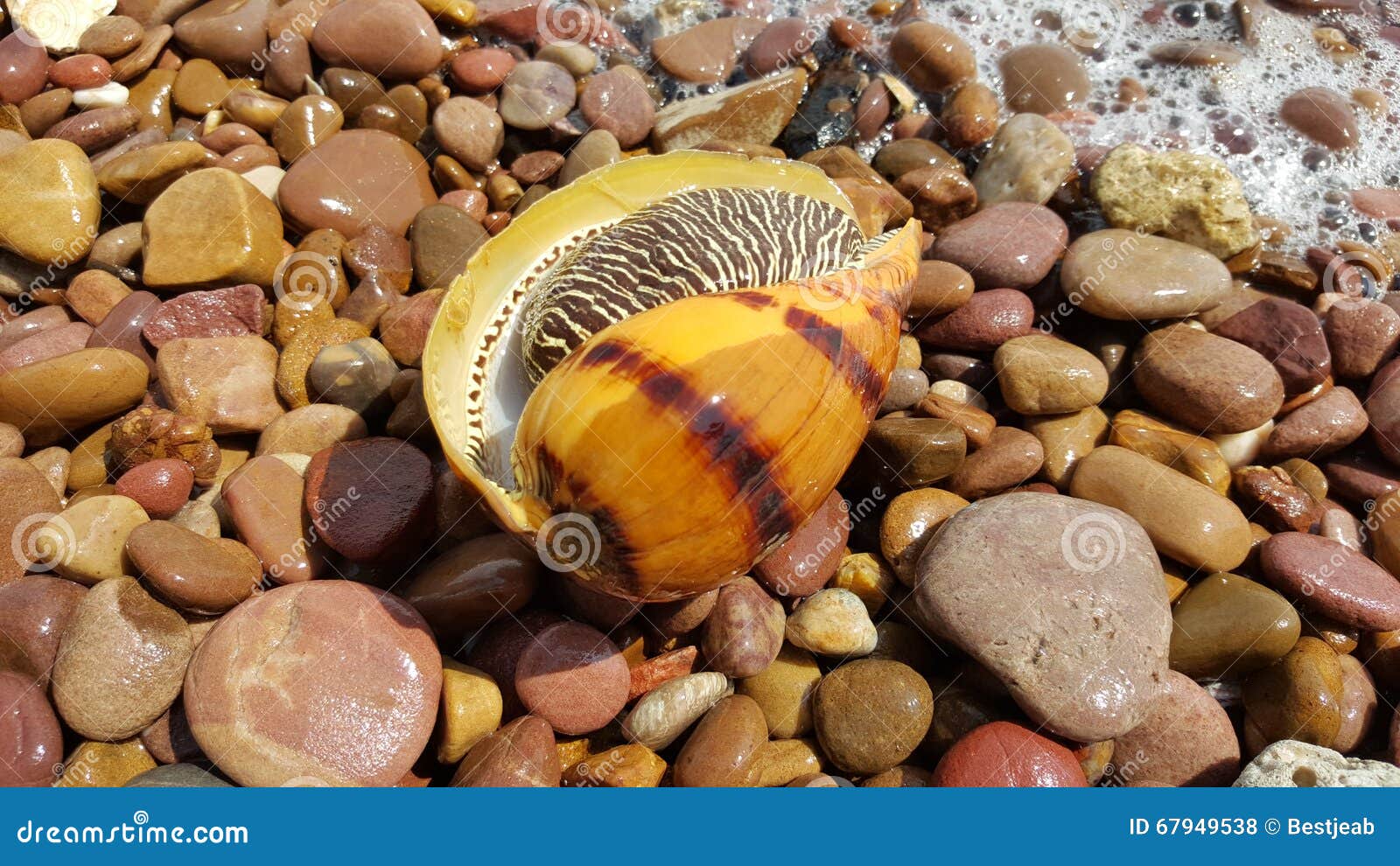 Indian Volute, Bailer Shell, Blotched Melon Shell Royalty-Free Stock ...