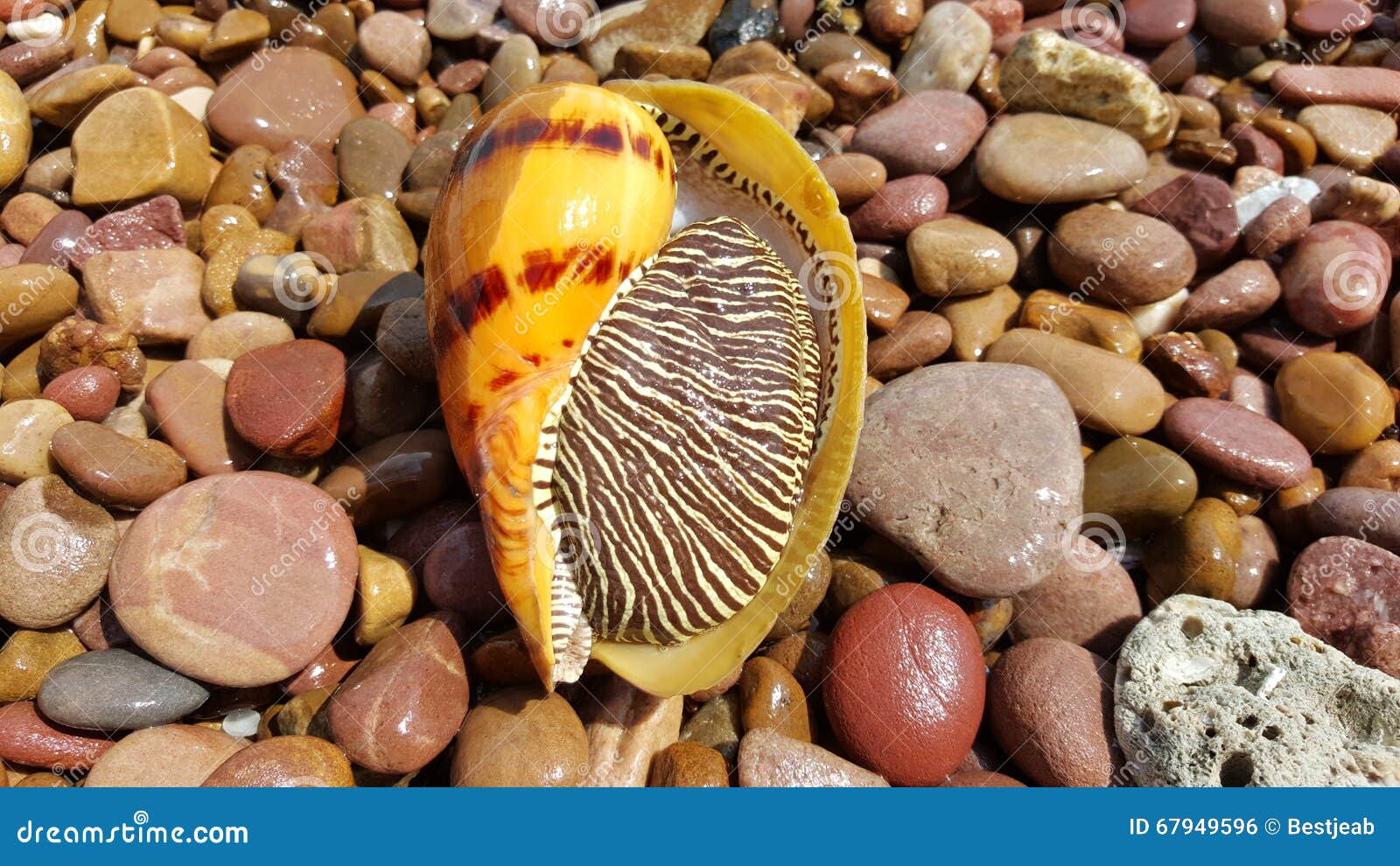 Indian Volute, Bailer Shell, Blotched Melon Shell Stock Photo - Image ...