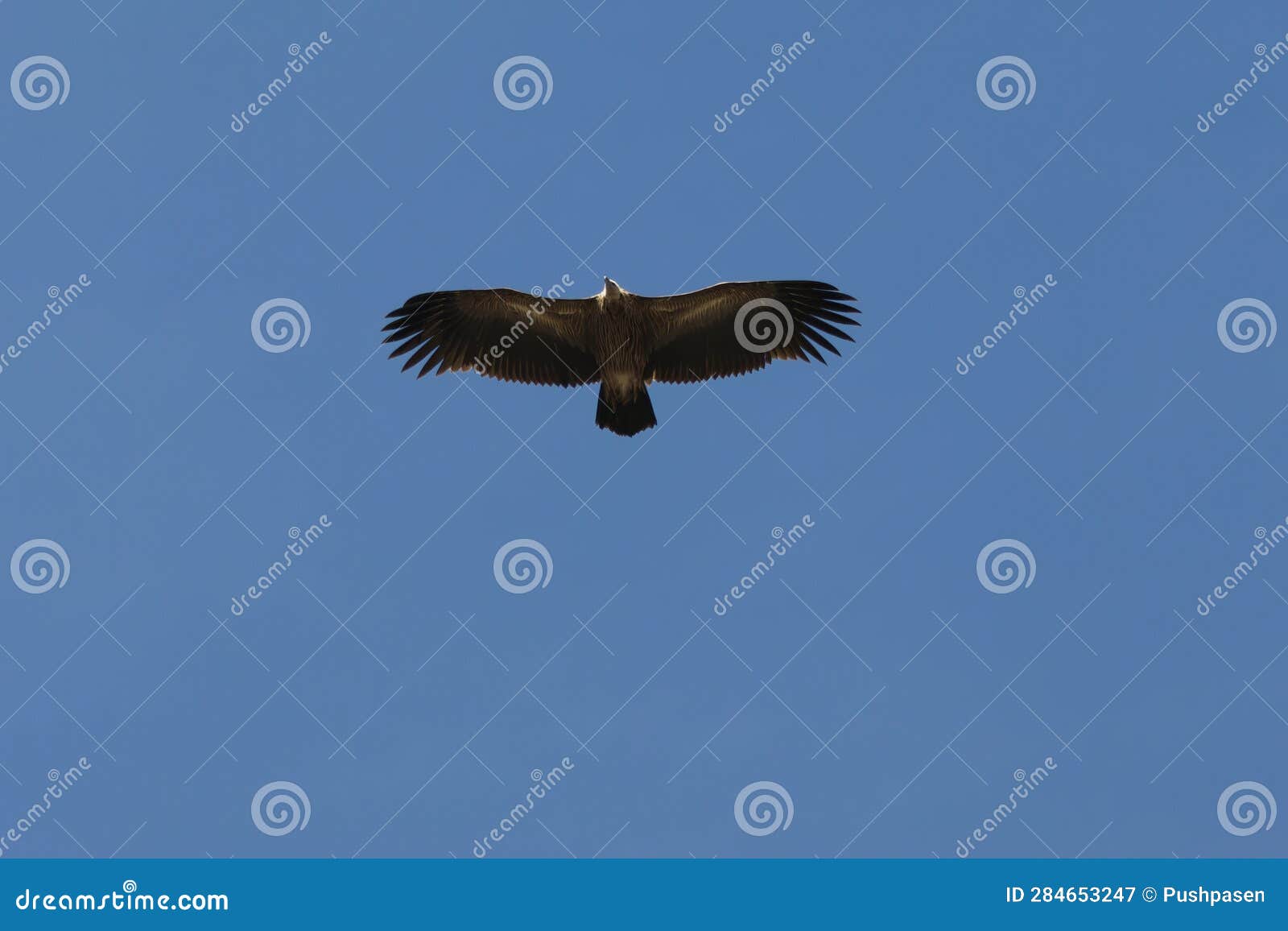 Indian Vulture in Flight in Himalayan Range Stock Image - Image of ...