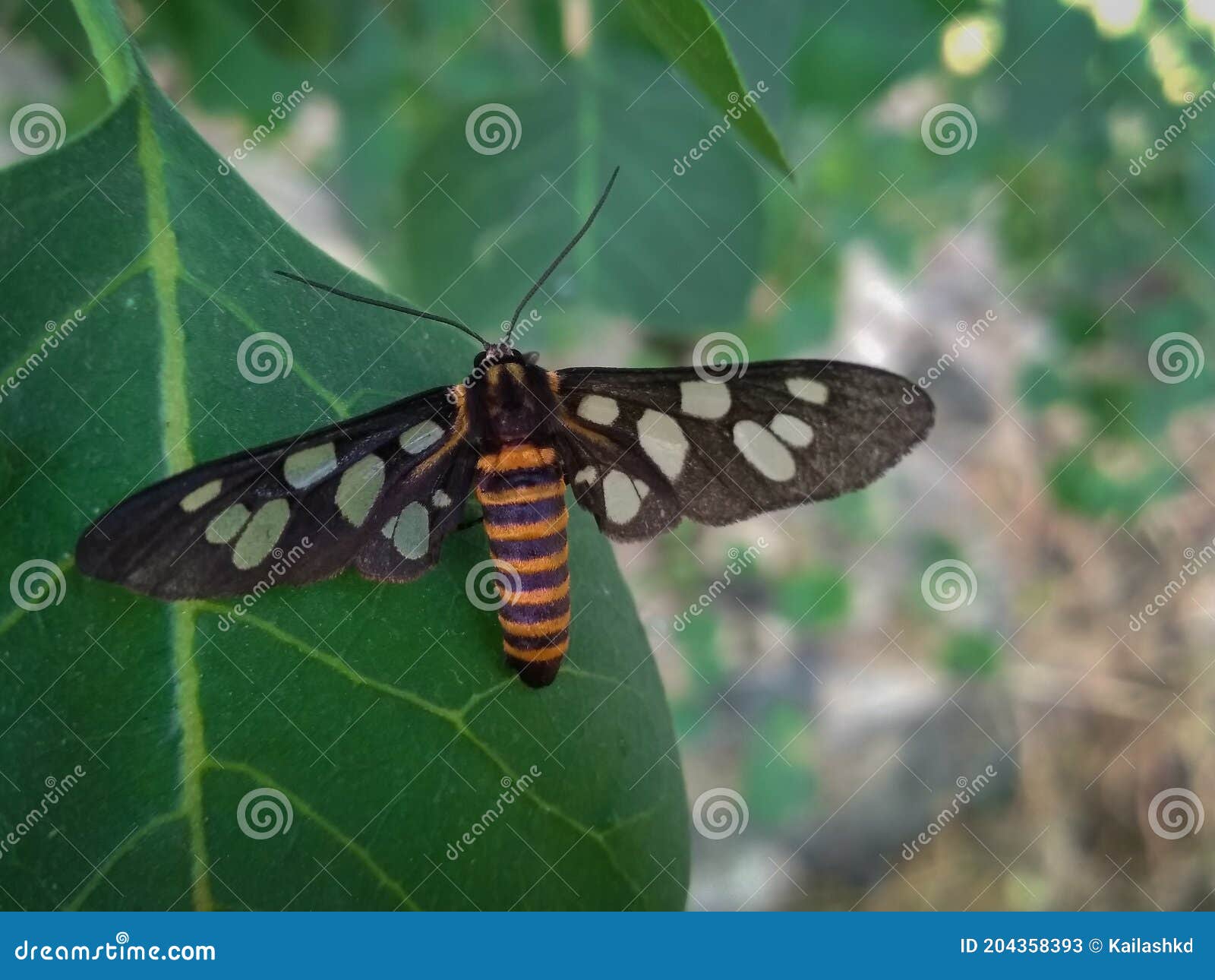Indian Wasp Moth on Green Leaf Close Up Photo Stock Image - Image of ...