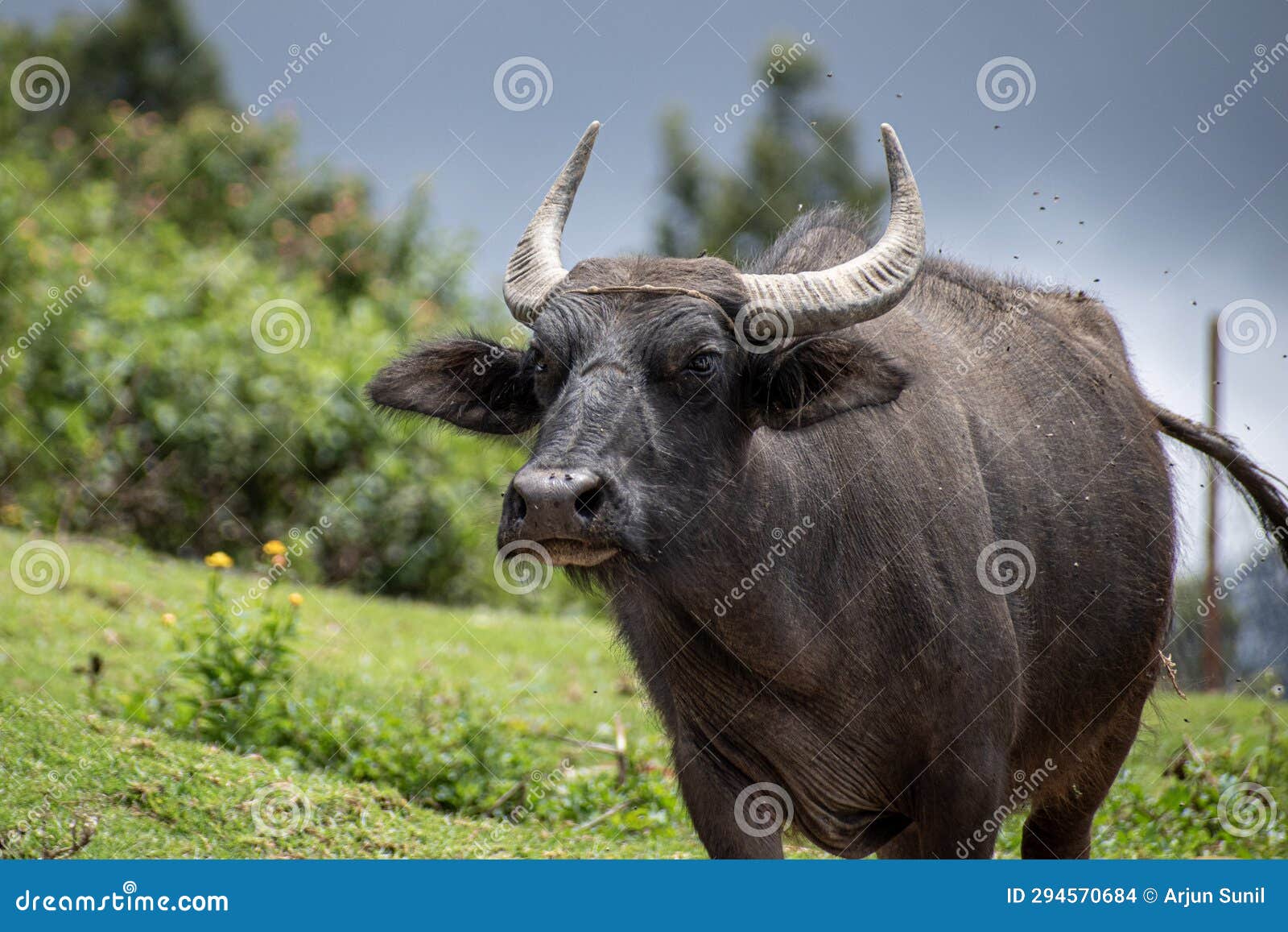 Indian Water Buffallo Walking in a Cloudy Day Stock Photo - Image of ...
