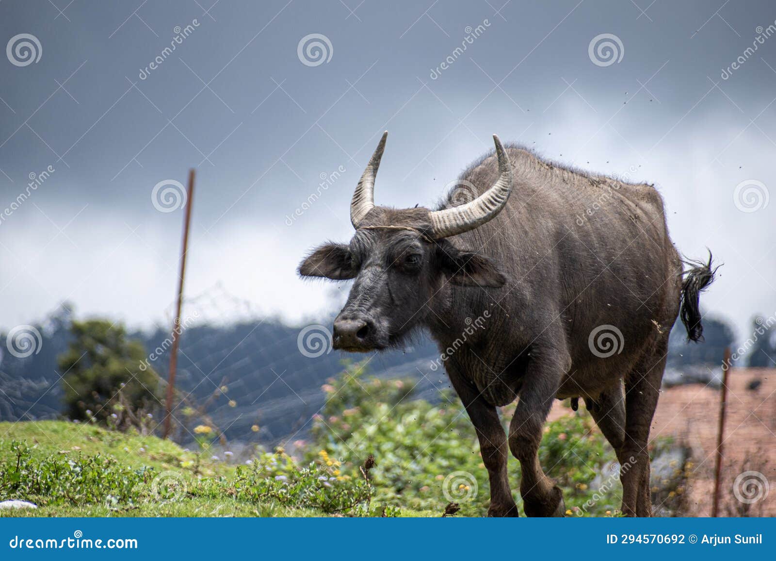 Buffallo Animal Toys Green Screen Background Green Background Stock ...