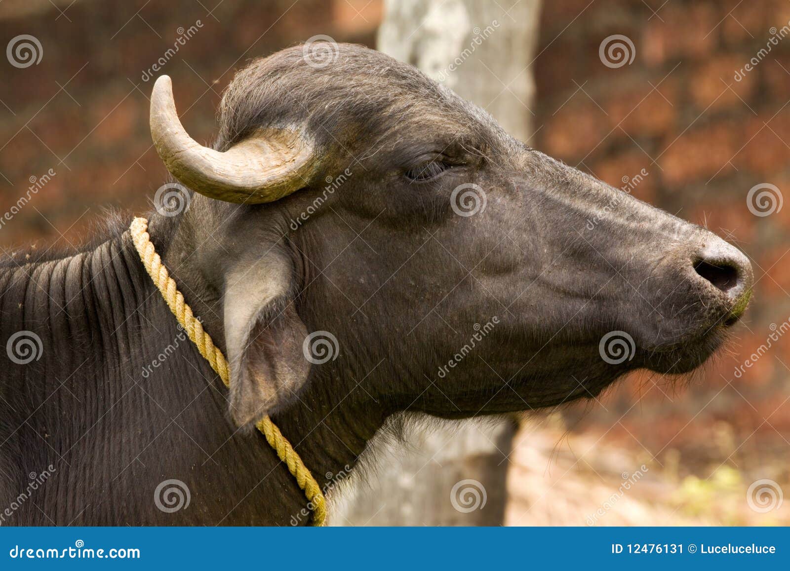 Indian Water Buffalo In Profile Stock Image | CartoonDealer.com #12476131