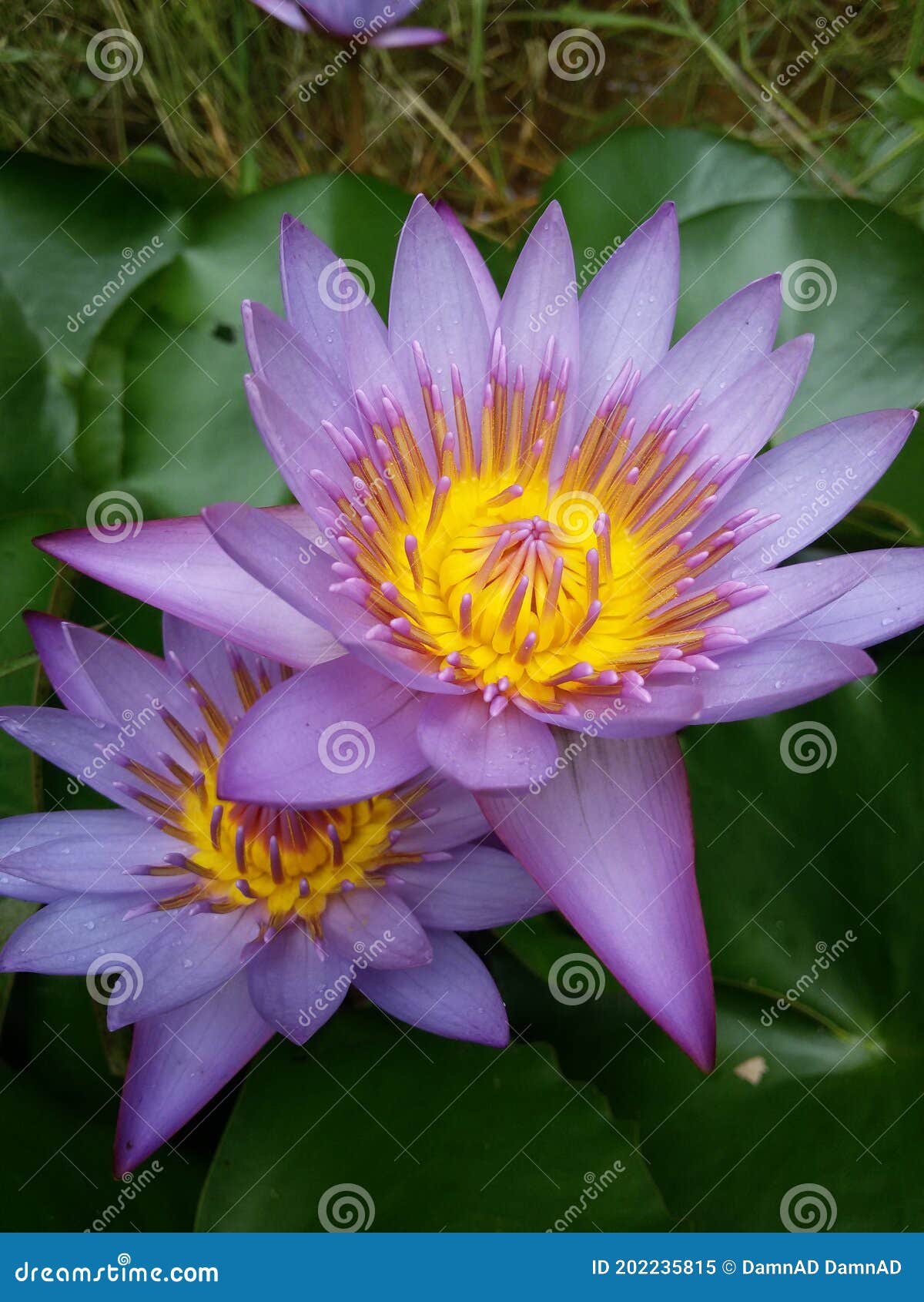 Indian Water Lily Beautiful Stock Image - Image of lily, water: 202235815