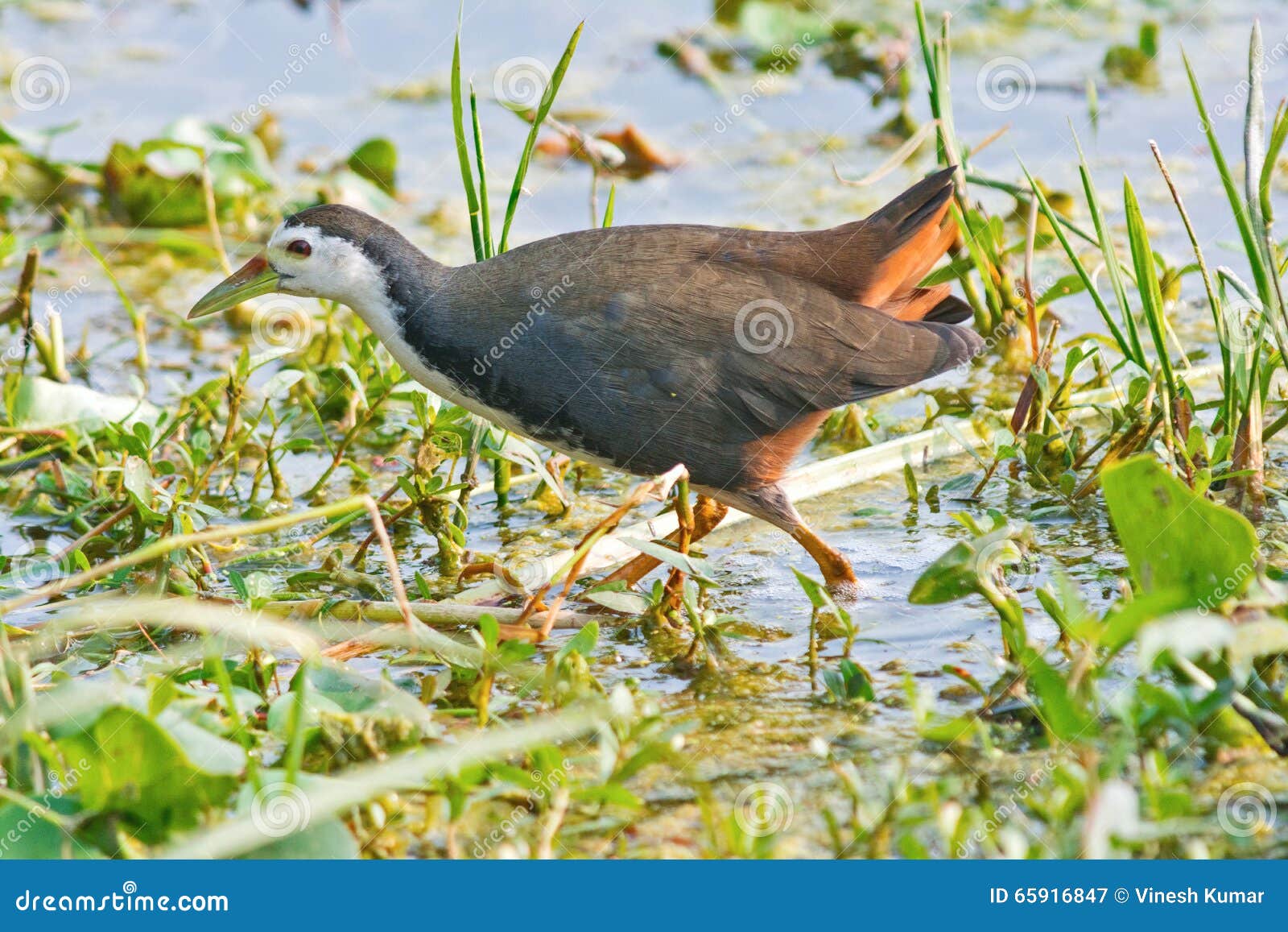 Indian Waterhen stock image. Image of water, basking - 65916847