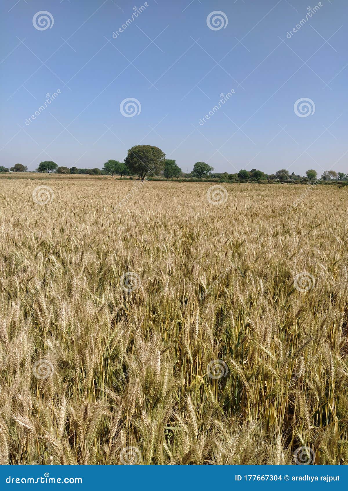 Indian Wheat Crop in Indian Field Stock Photo - Image of village ...