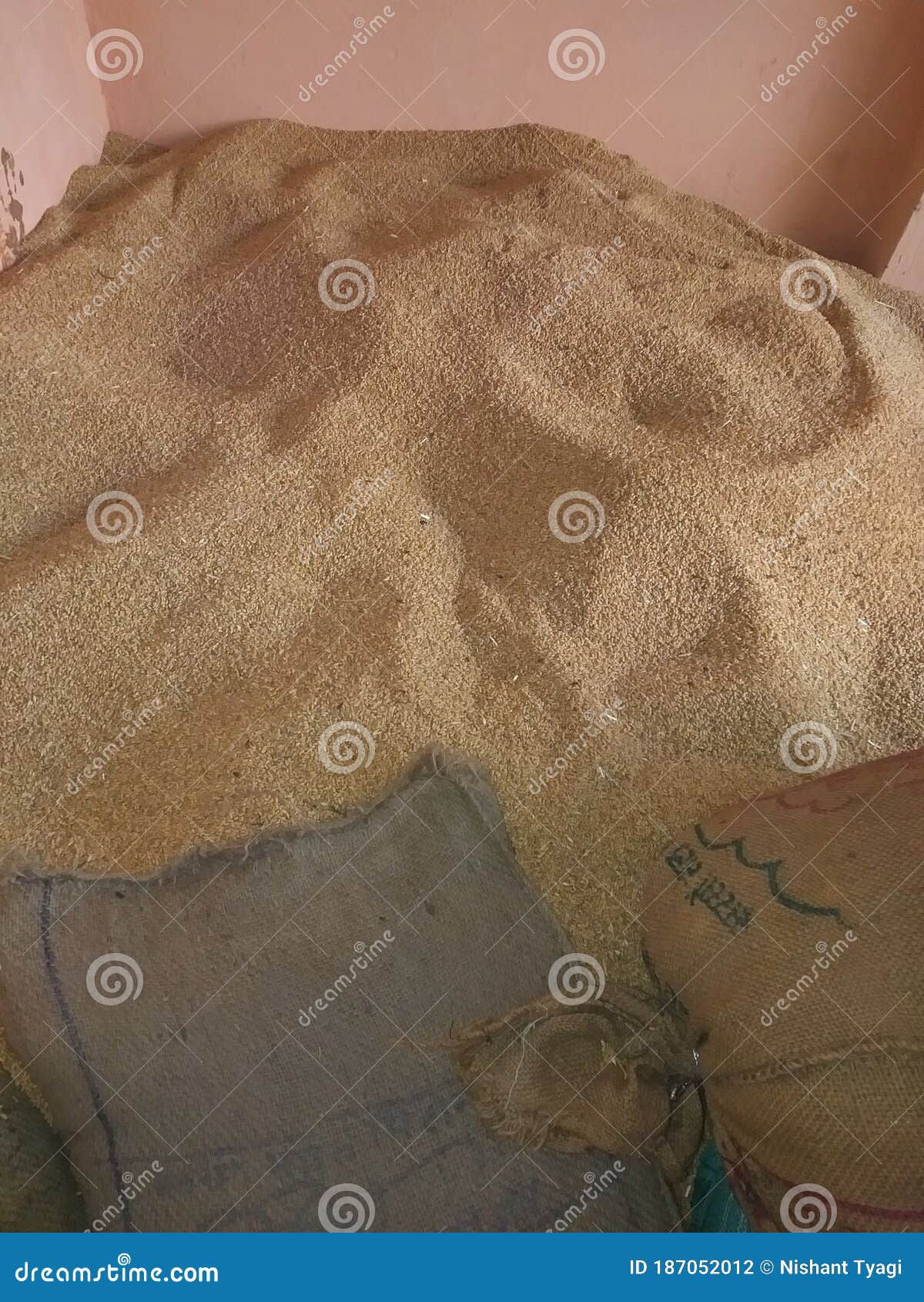 Indian Wheat Image in a Room Stock Photo - Image of room, bori: 187052012