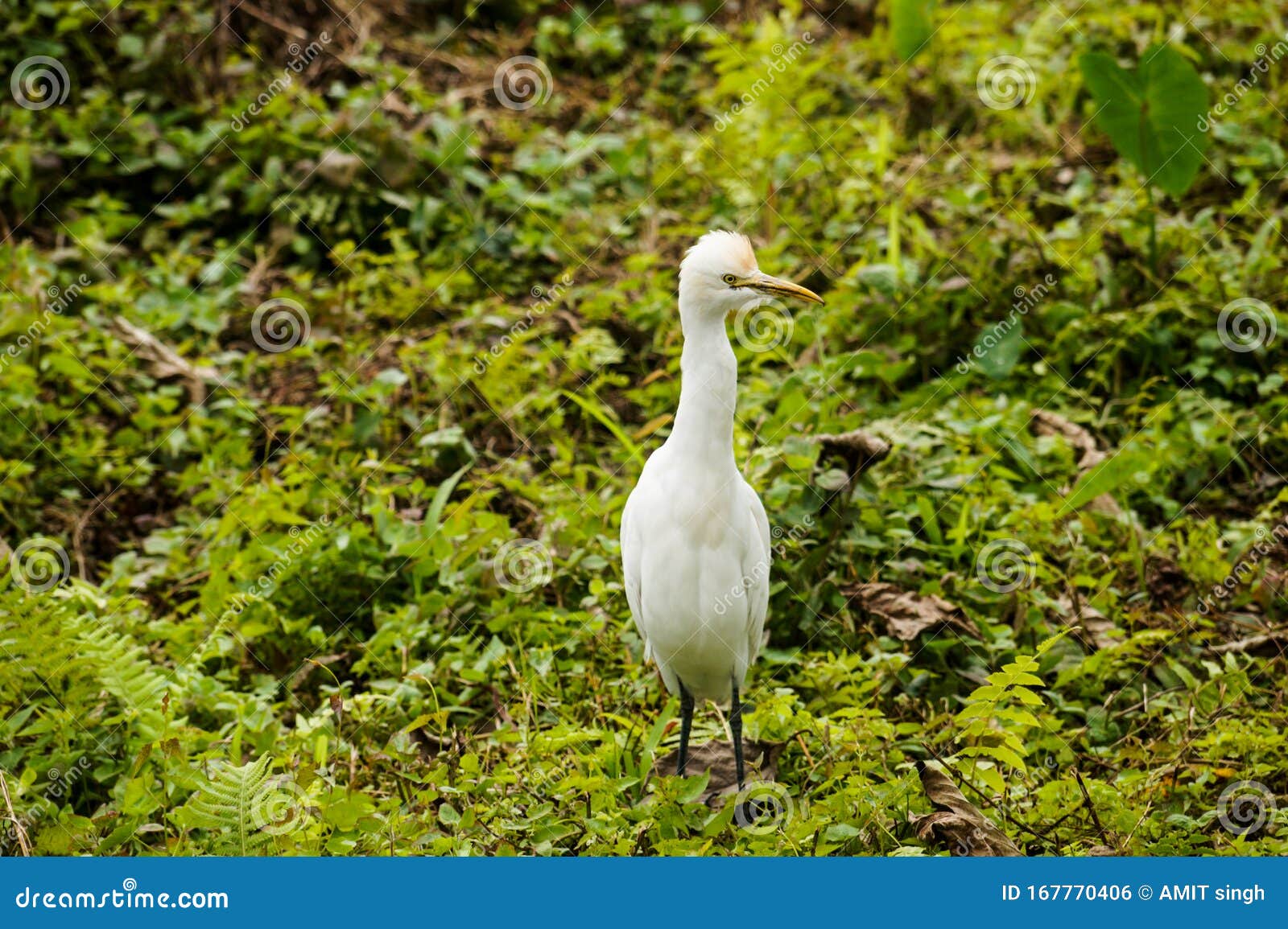 Indian White Bird Image in Assam Stock Photo - Image of bird, india ...