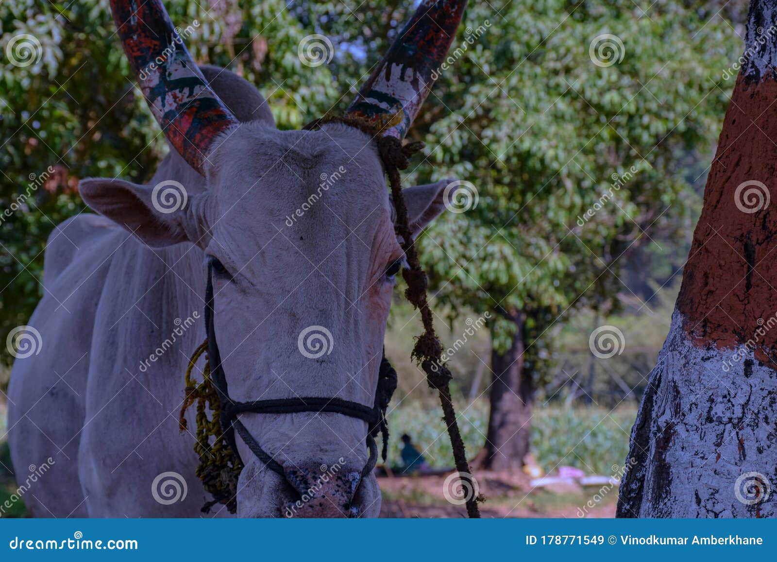 Picture of Indian White Bull is Resting Under Tree Stock Image - Image ...